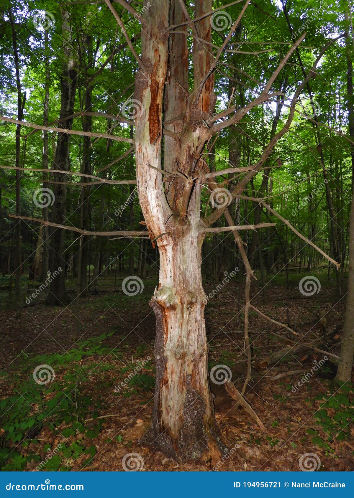 Deadwood Tree Standing in FingerLakes Forest Stock Image - Image of ...