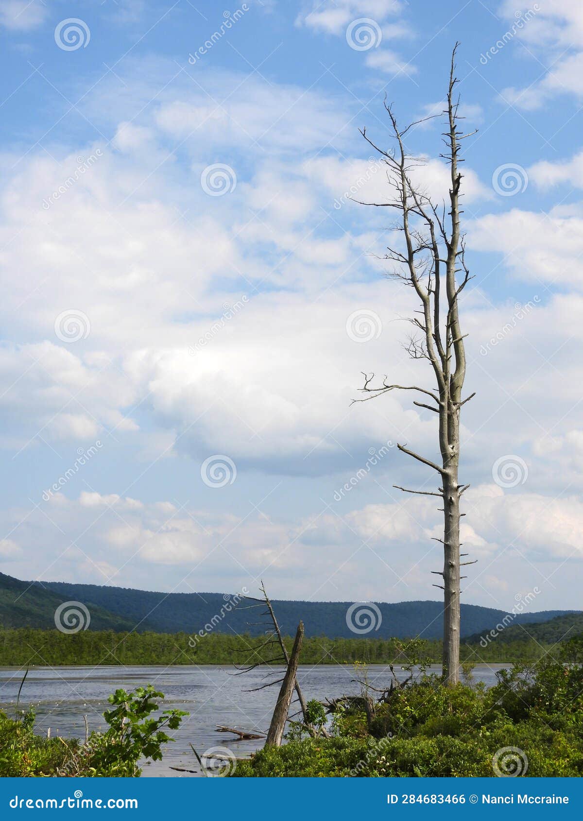 Deadwood Tree in Labrador Pond in NYS Labrador Hollow Unique Area Stock ...