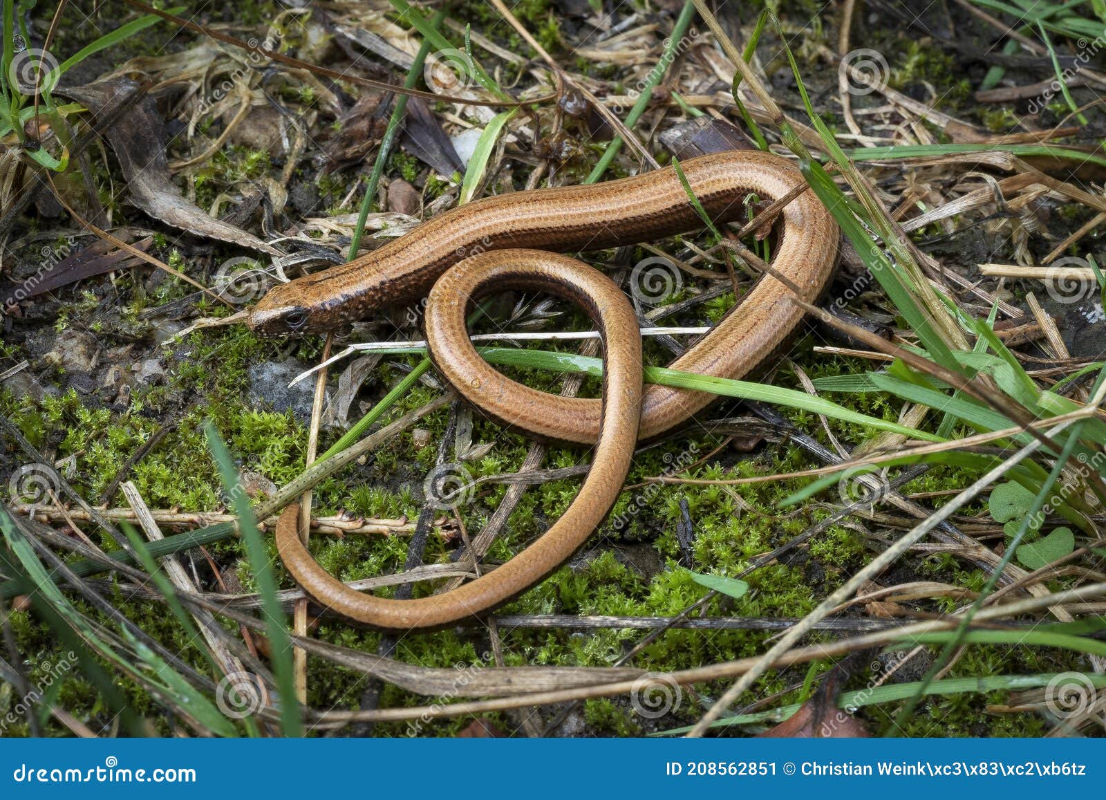 The Deaf Adder or Slowworm or Blindworm (Angius Fragilis Stock Image ...