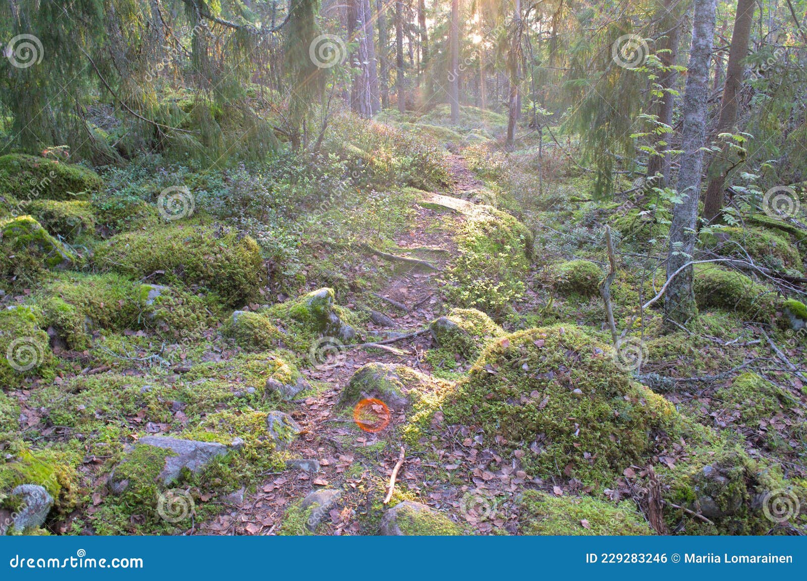 A Deaf Thicket of the Forest, Where a Person S Foot Does Not Step As a ...