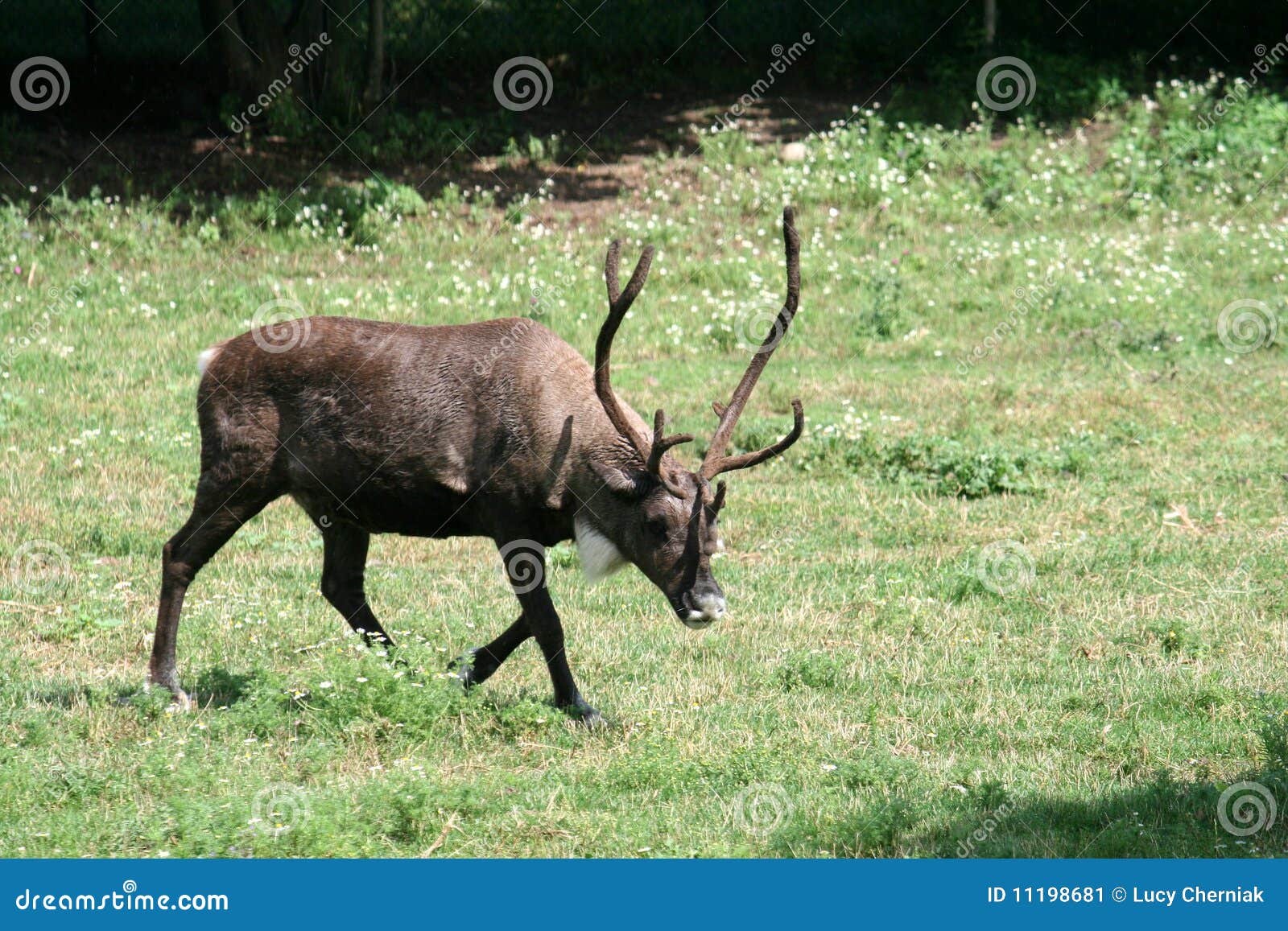 Dear stock image. Image of mammals, grass, animals, wildlife - 11198681
