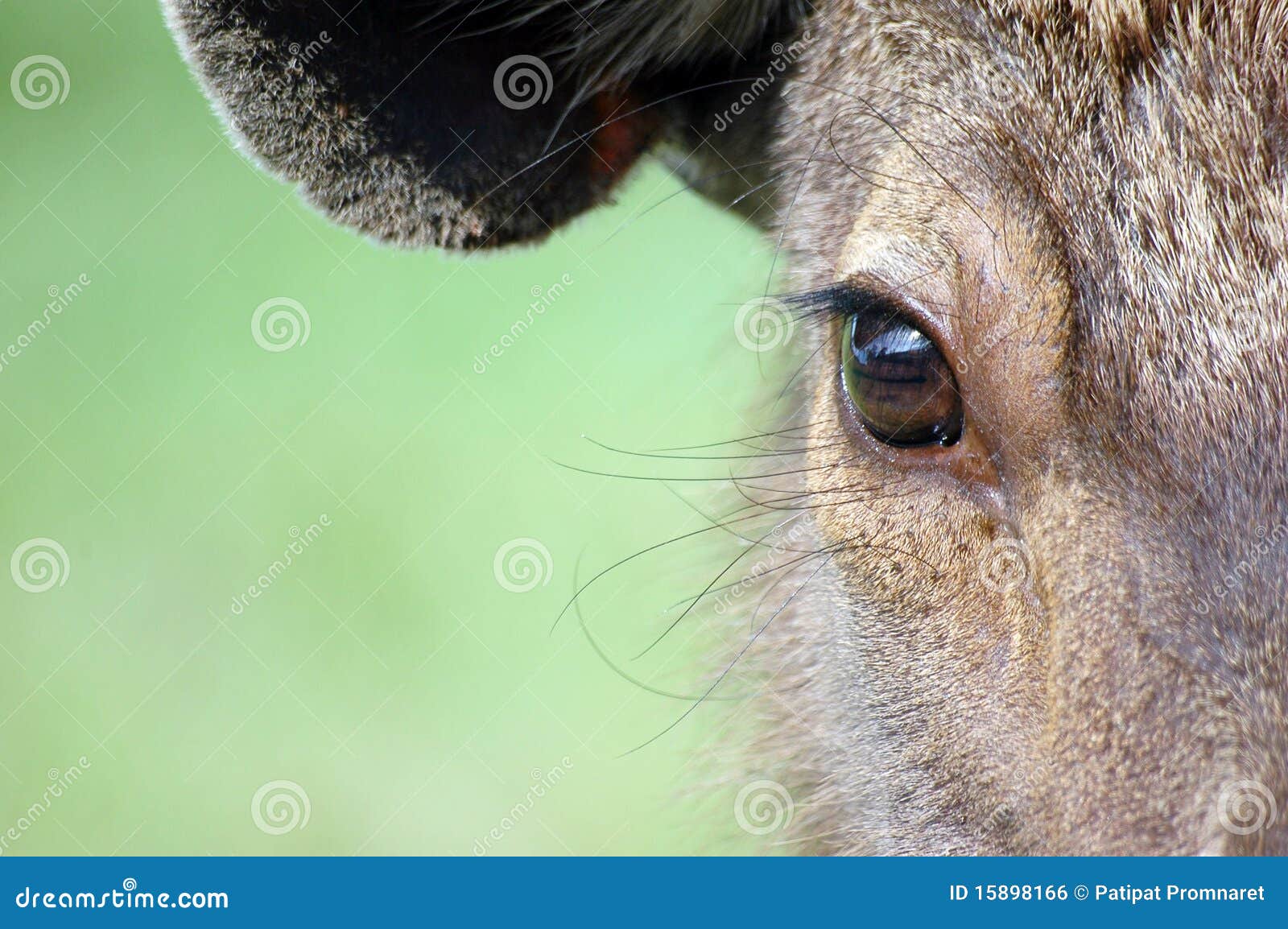 Dear stock photo. Image of color, natural, landscape - 15898166