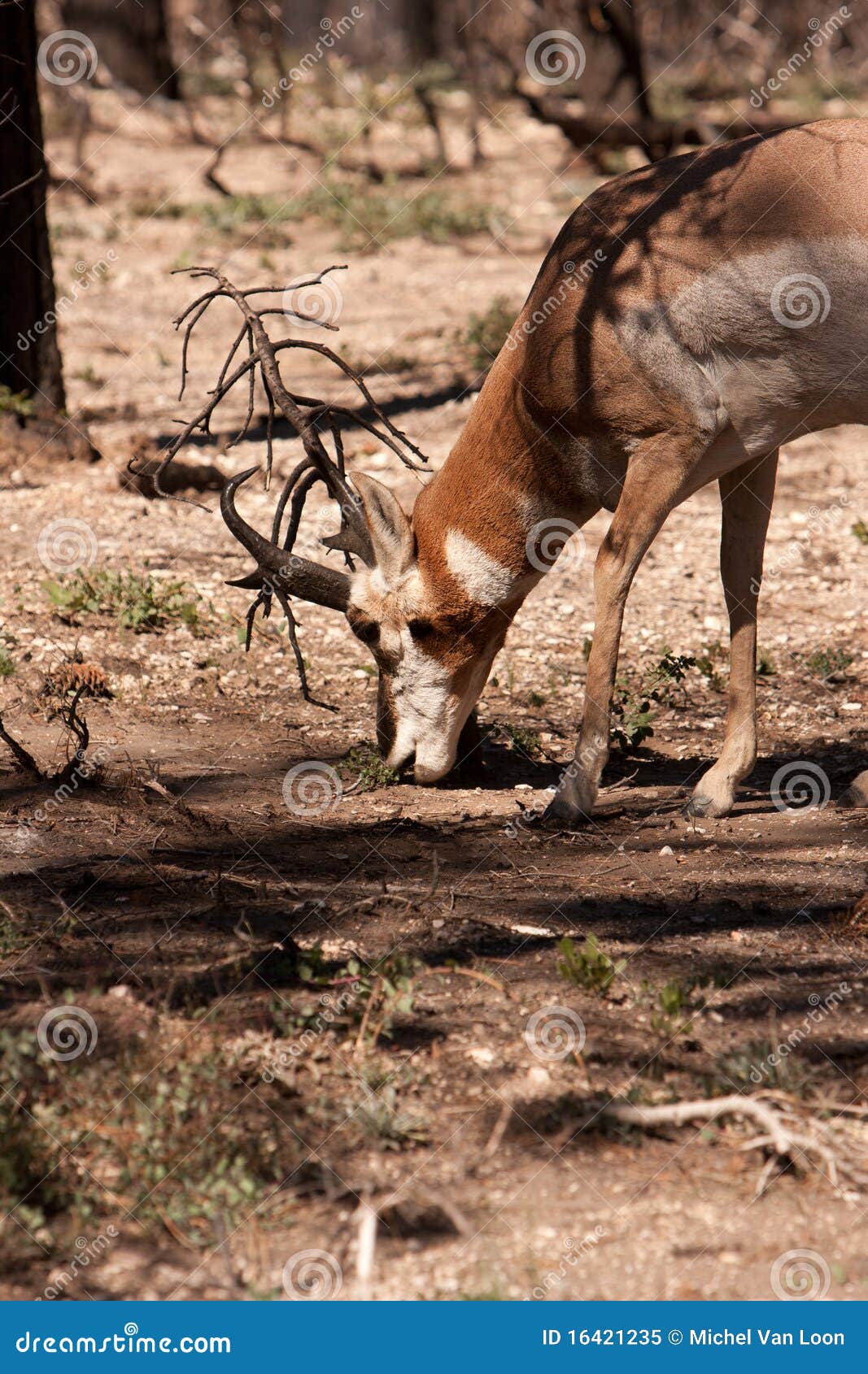 Dear stock image. Image of legs, grass, hoofs, dear, antler - 16421235