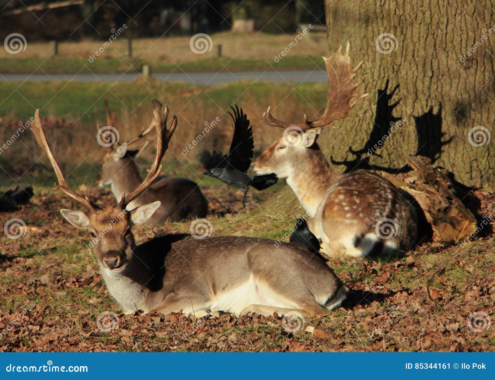 Dear with a Crow Flying Pass Stock Image - Image of setting, dear: 85344161