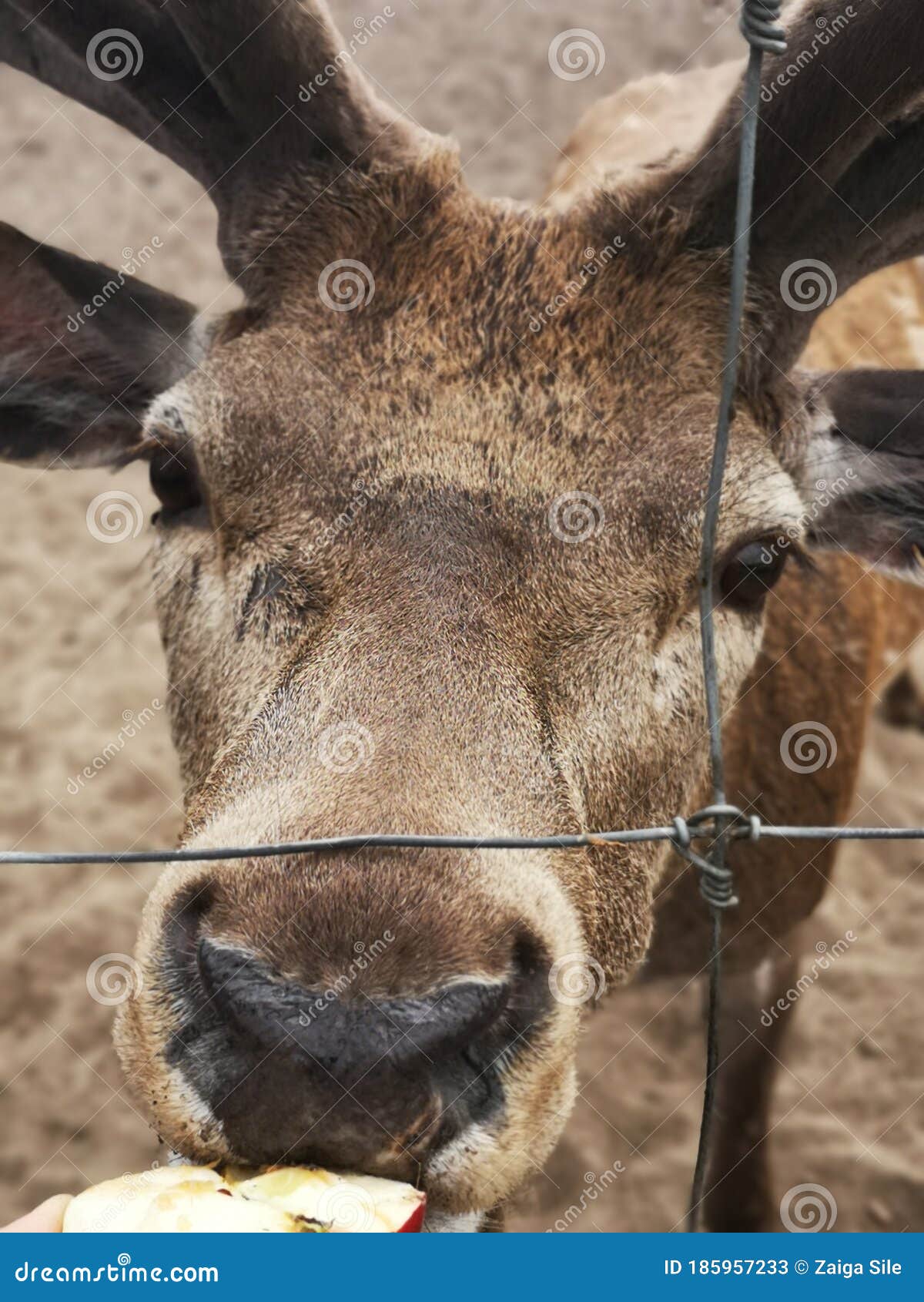 Dear eating apple stock image. Image of eating, wildlife - 185957233