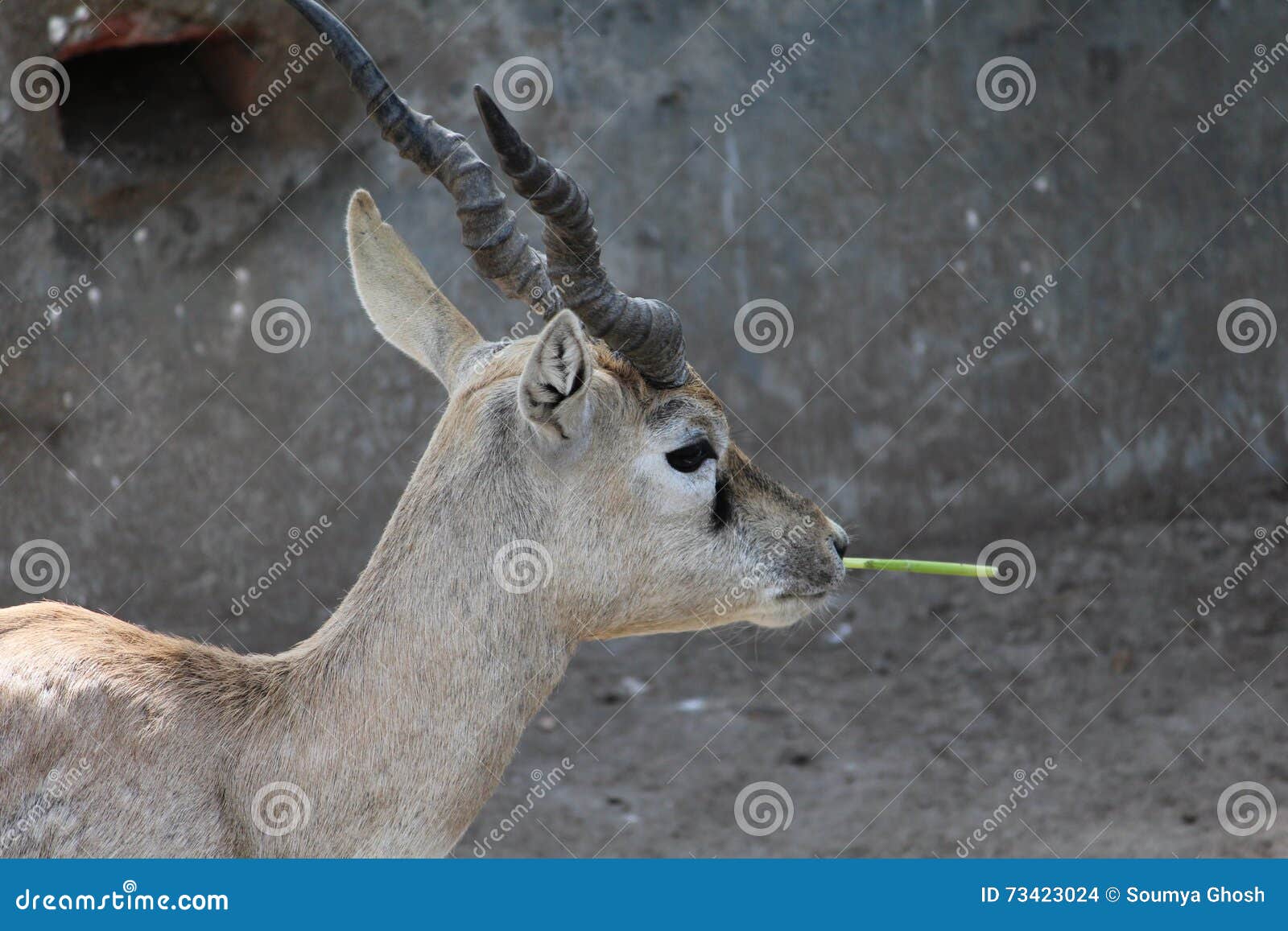 Dear stock photo. Image of roaming, dear, eating, animal - 73423024