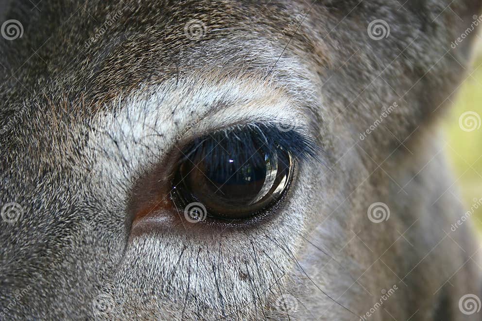 Dear Eye stock photo. Image of farm, petting, dear, macro - 88426