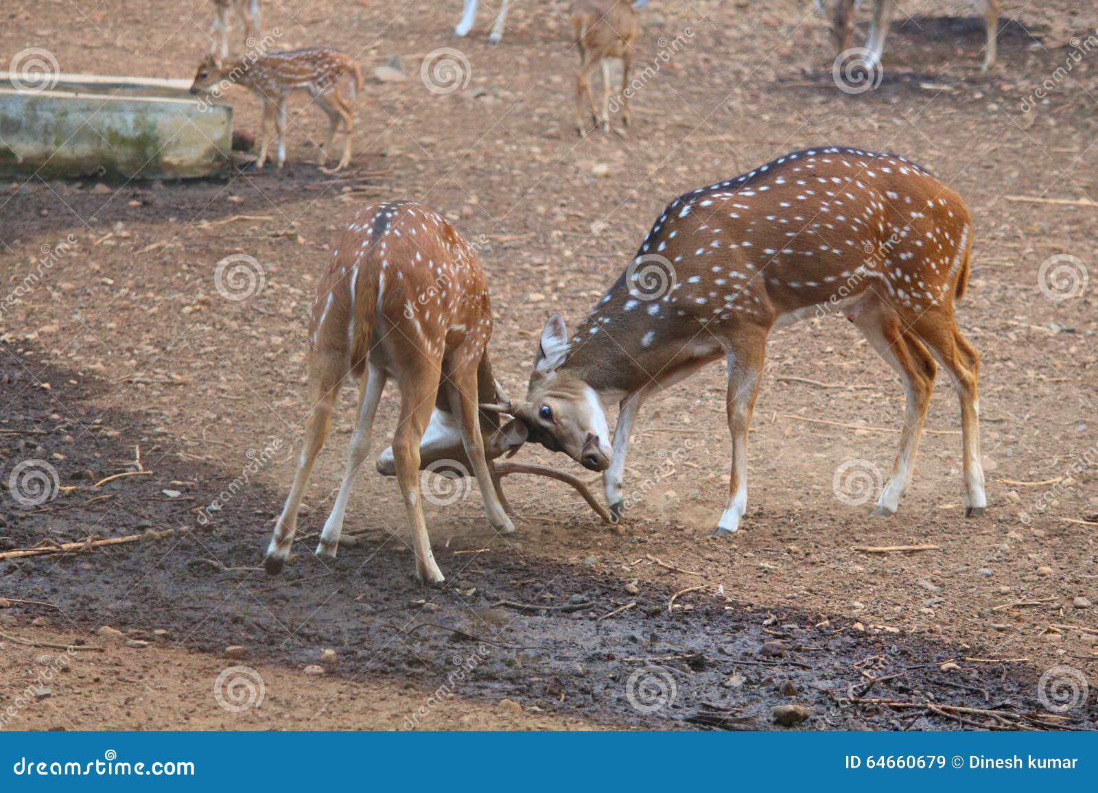 Dear Fight Wildlife Stock Photos - Free & Royalty-Free Stock Photos ...