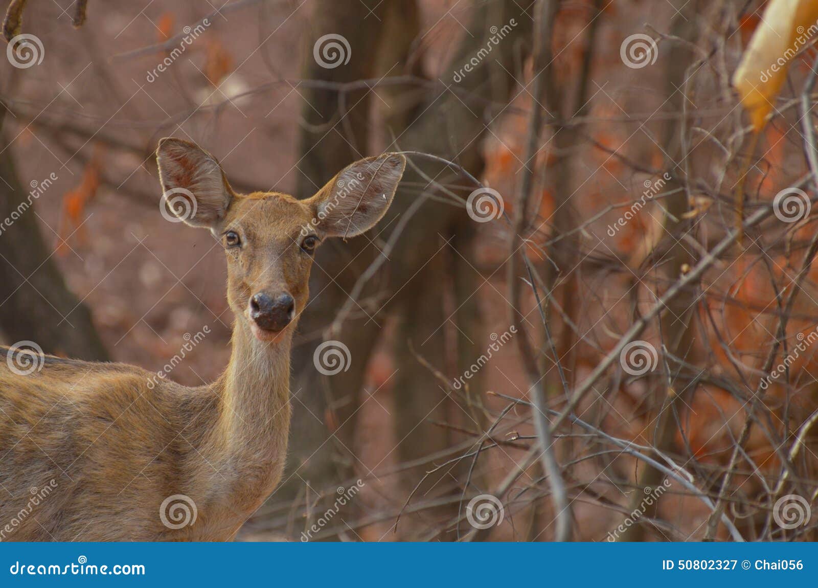 Dear in forest stock image. Image of animal, dear, love - 50802327