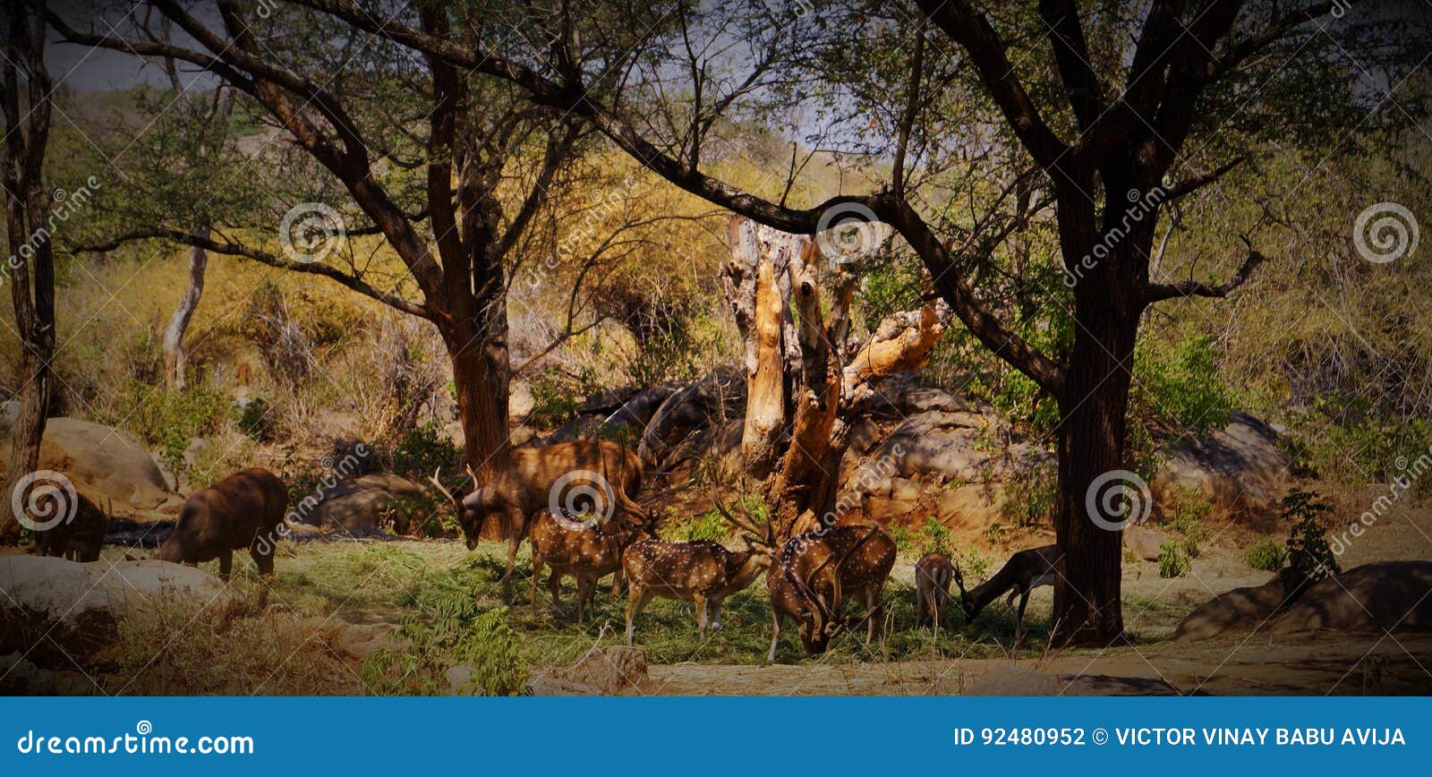 Dear forest life. stock photo. Image of dear, park, forest - 92480952