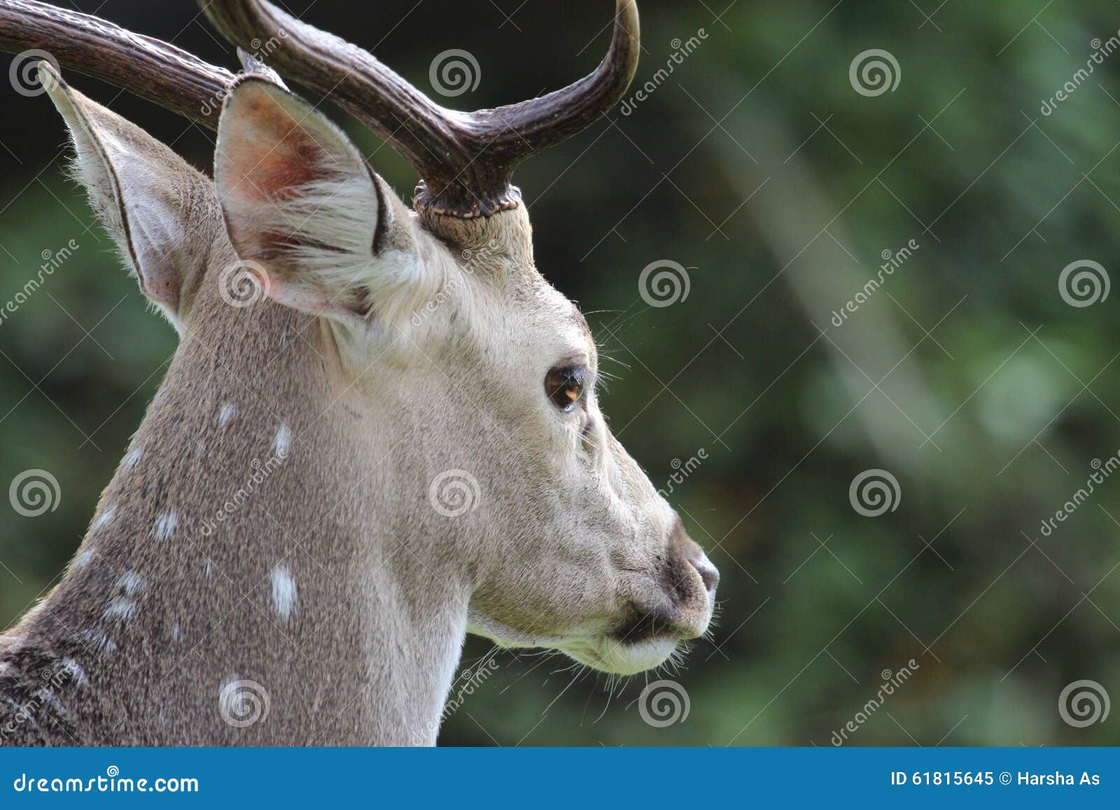 Dear stock image. Image of horn, fauna, grass, deer, dear - 61815645