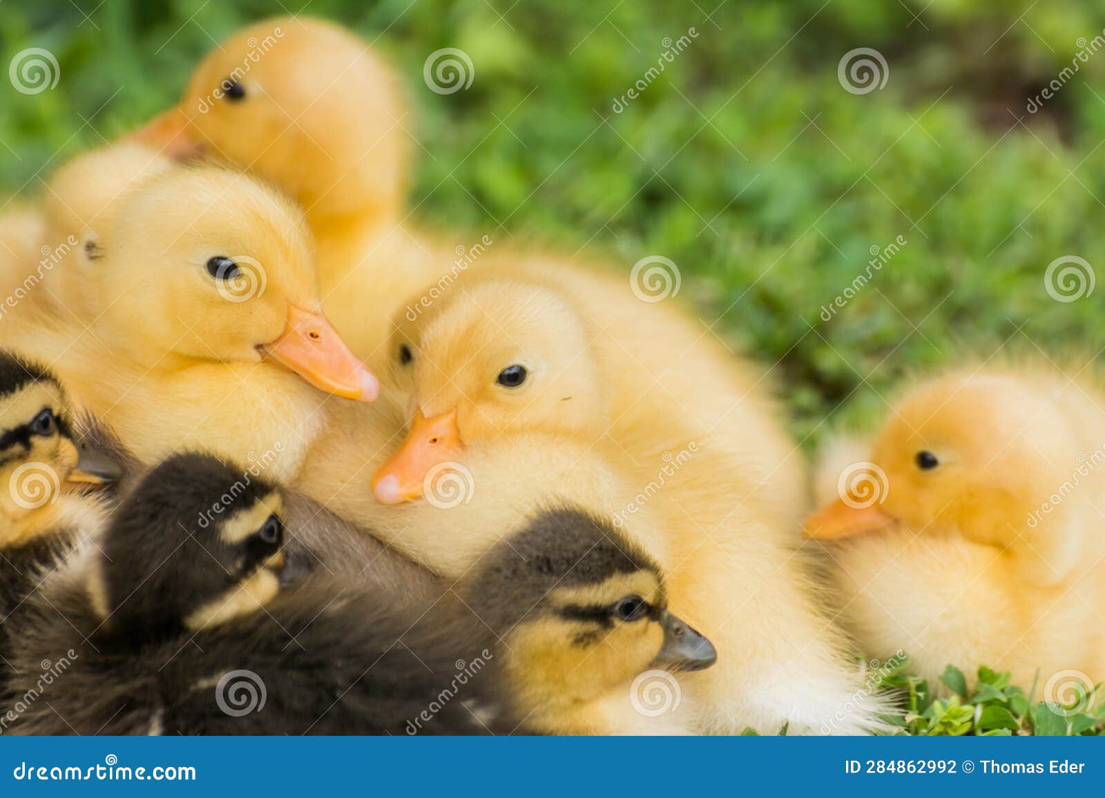 Dear Indian Runner Duck Babys with Dark Eyes Stock Photo - Image of ...