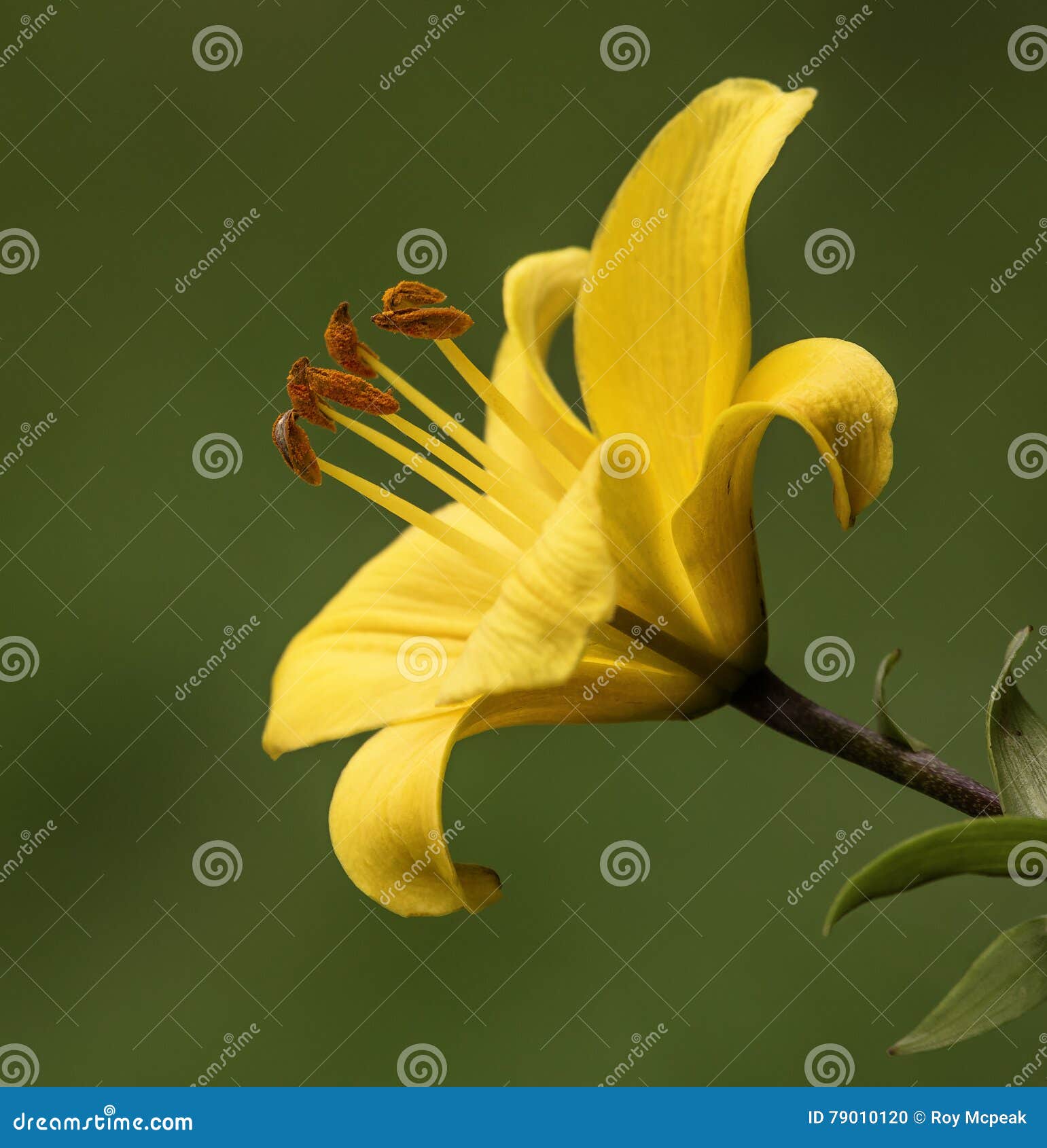 Dear Lily stock photo. Image of macro, bloom, beautiful - 79010120