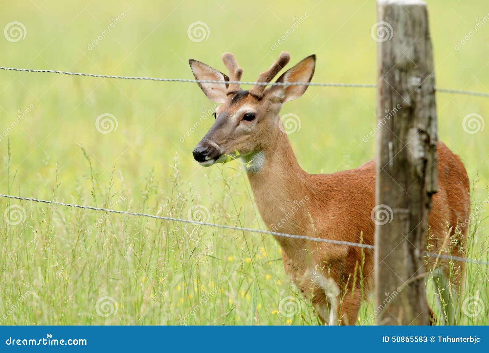 Dear stock image. Image of habitat, hind, dynamic, alert - 50865583