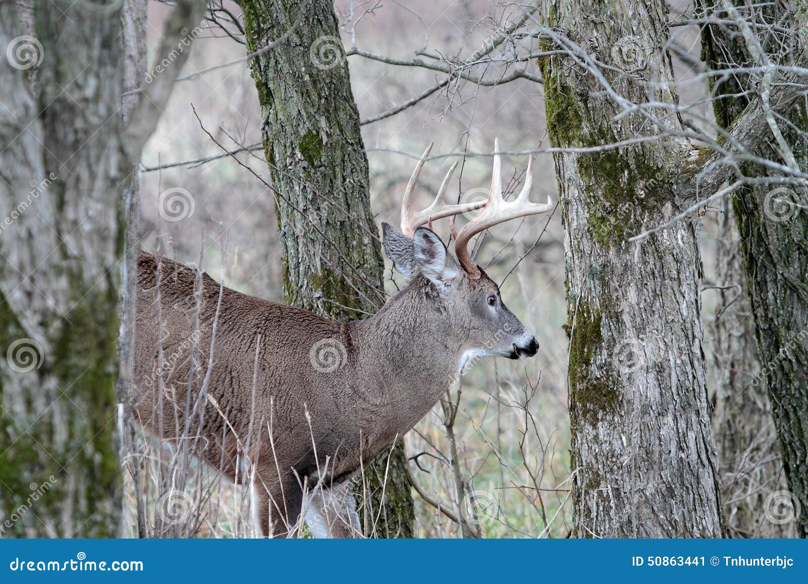 Dear stock image. Image of autumn, bush, field, forest - 50863441