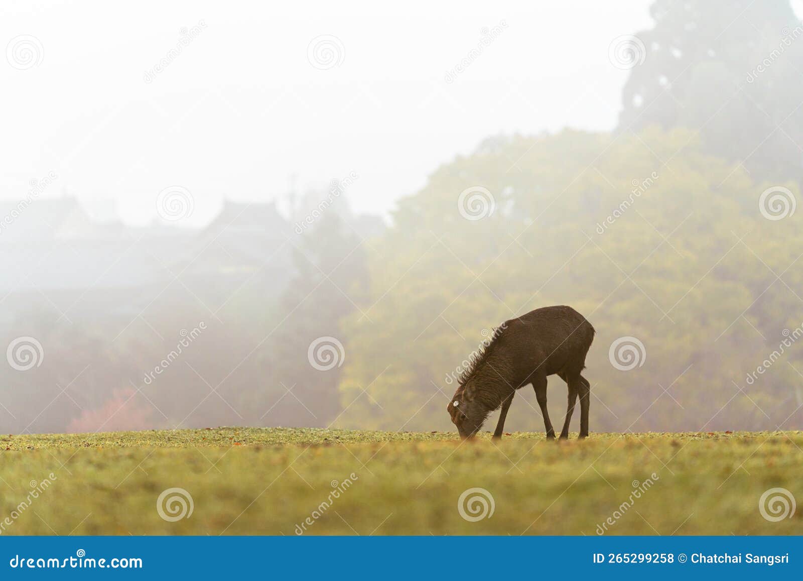 Dear under autumn leaf stock photo. Image of mammal - 265299258