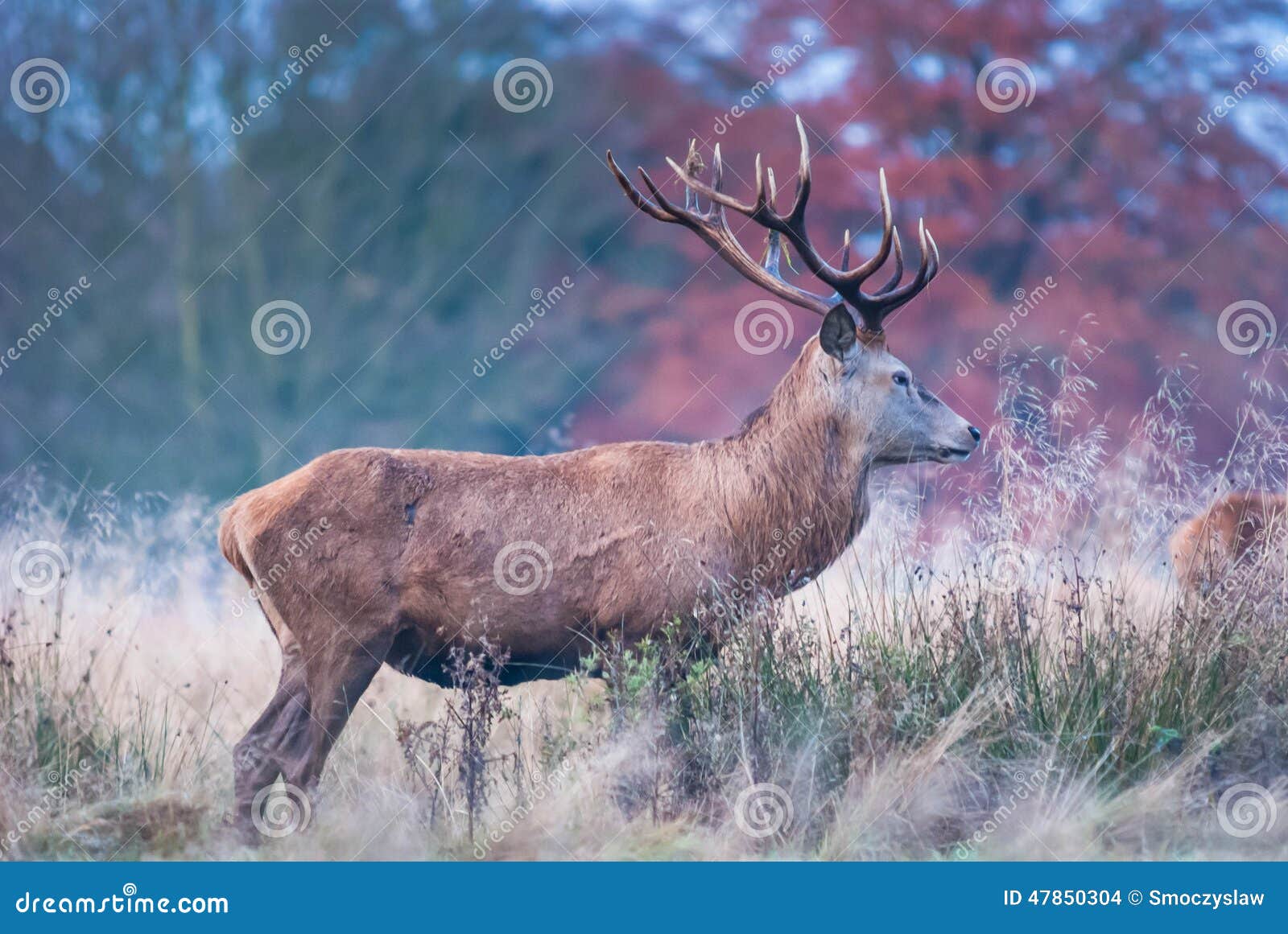 Dear stock photo. Image of appalachian, rack, ungulate - 47850304