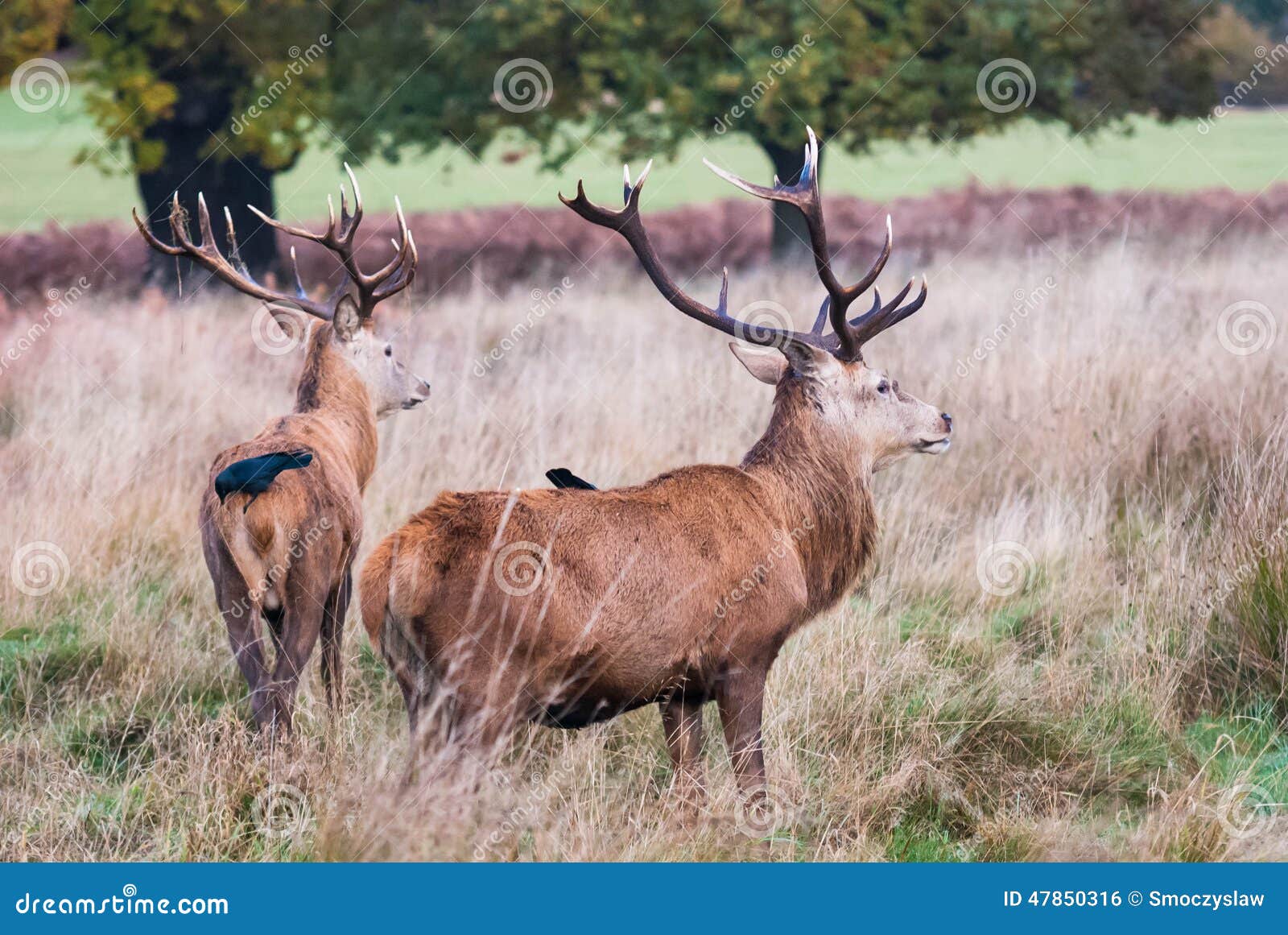 Dear stock photo. Image of tail, vegetation, buck, appalachian - 47850316