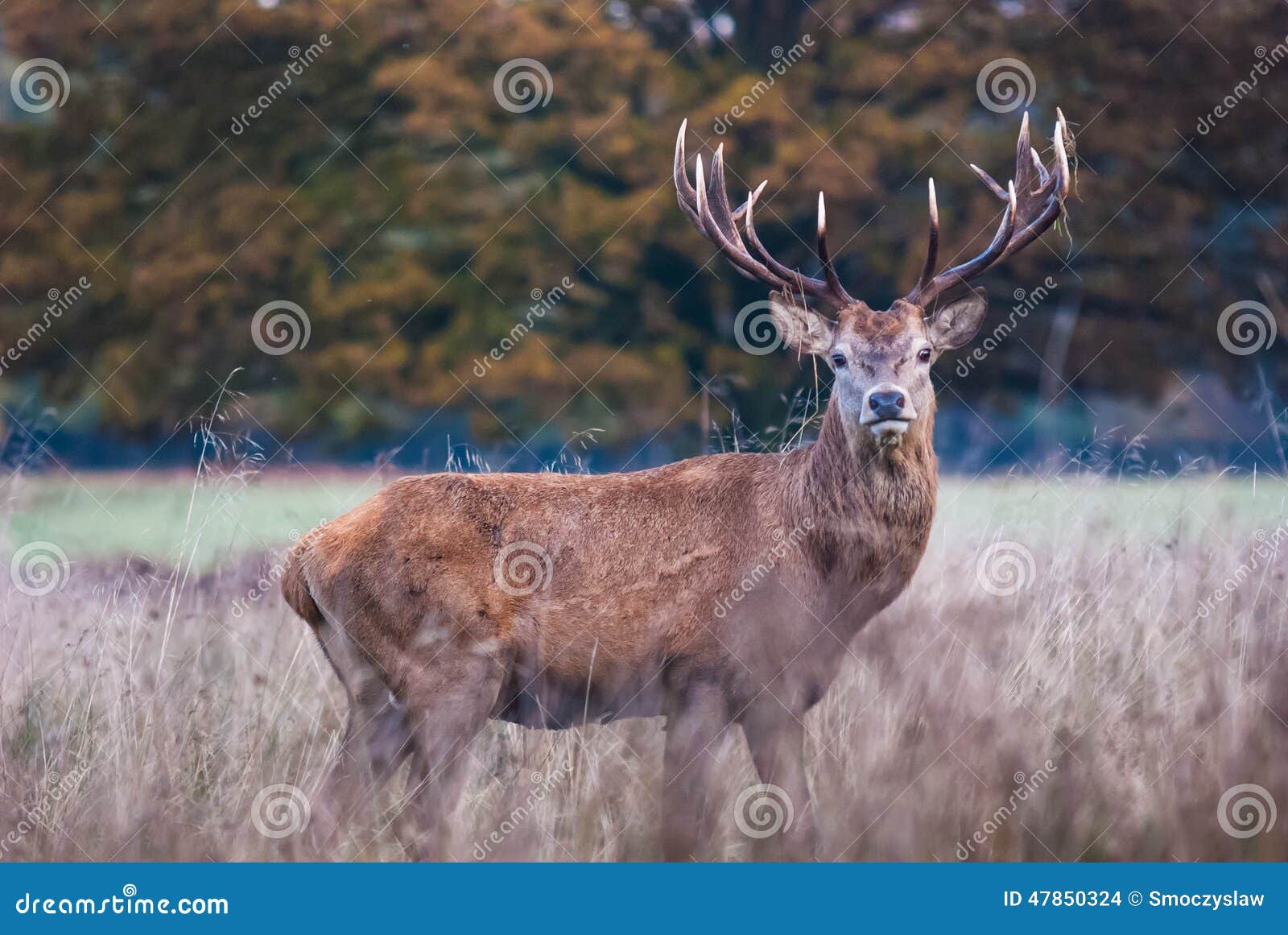 Dear stock photo. Image of season, rack, virginianus - 47850324