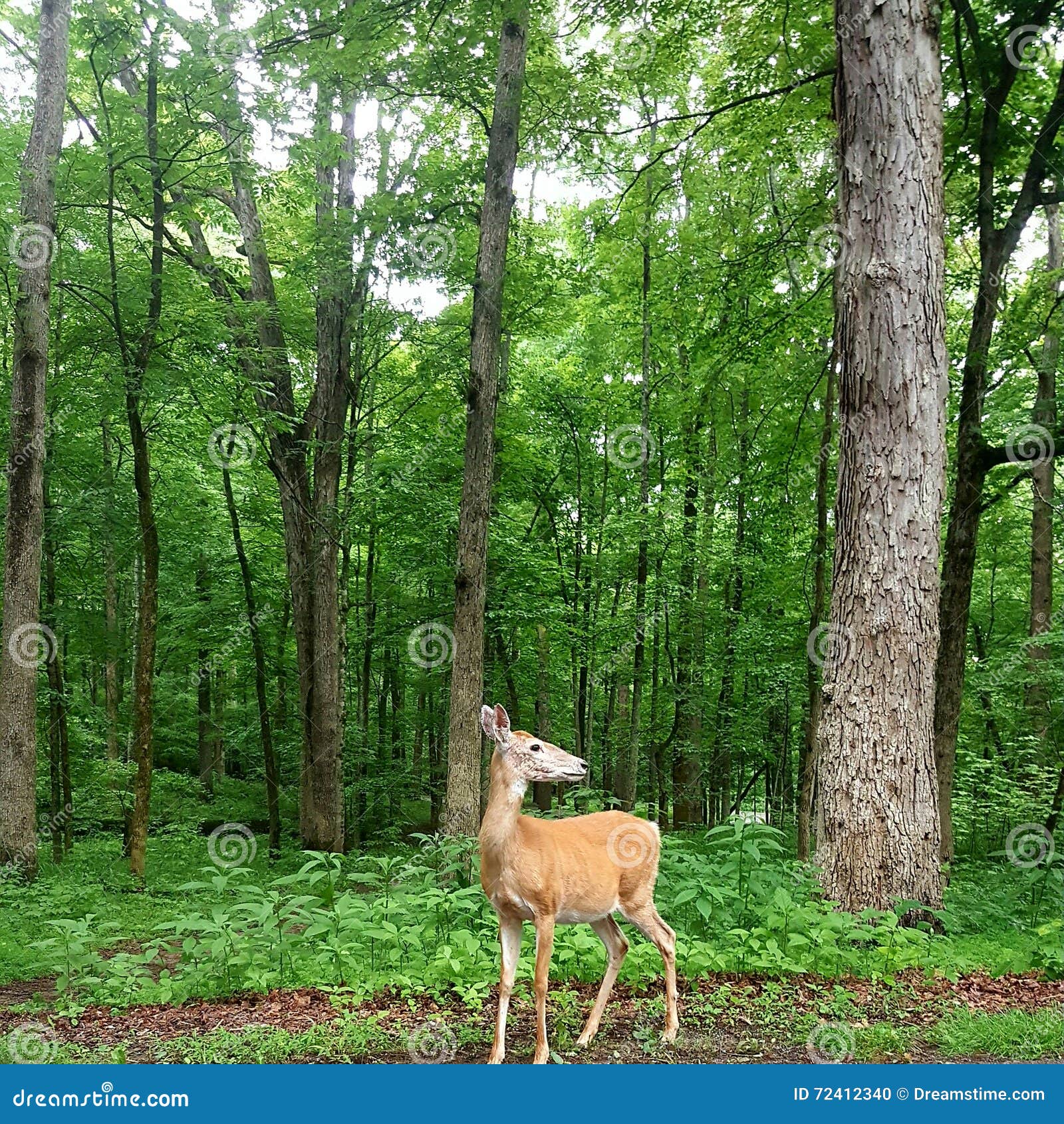 Dear in the woods stock photo. Image of woods, dear, park - 72412340