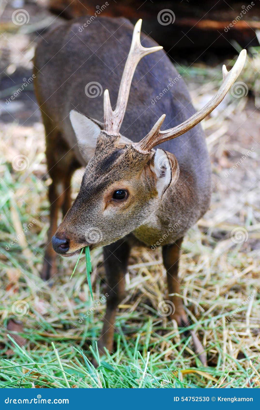 Dear in zoo stock photo. Image of tailed, nature, cooking - 54752530