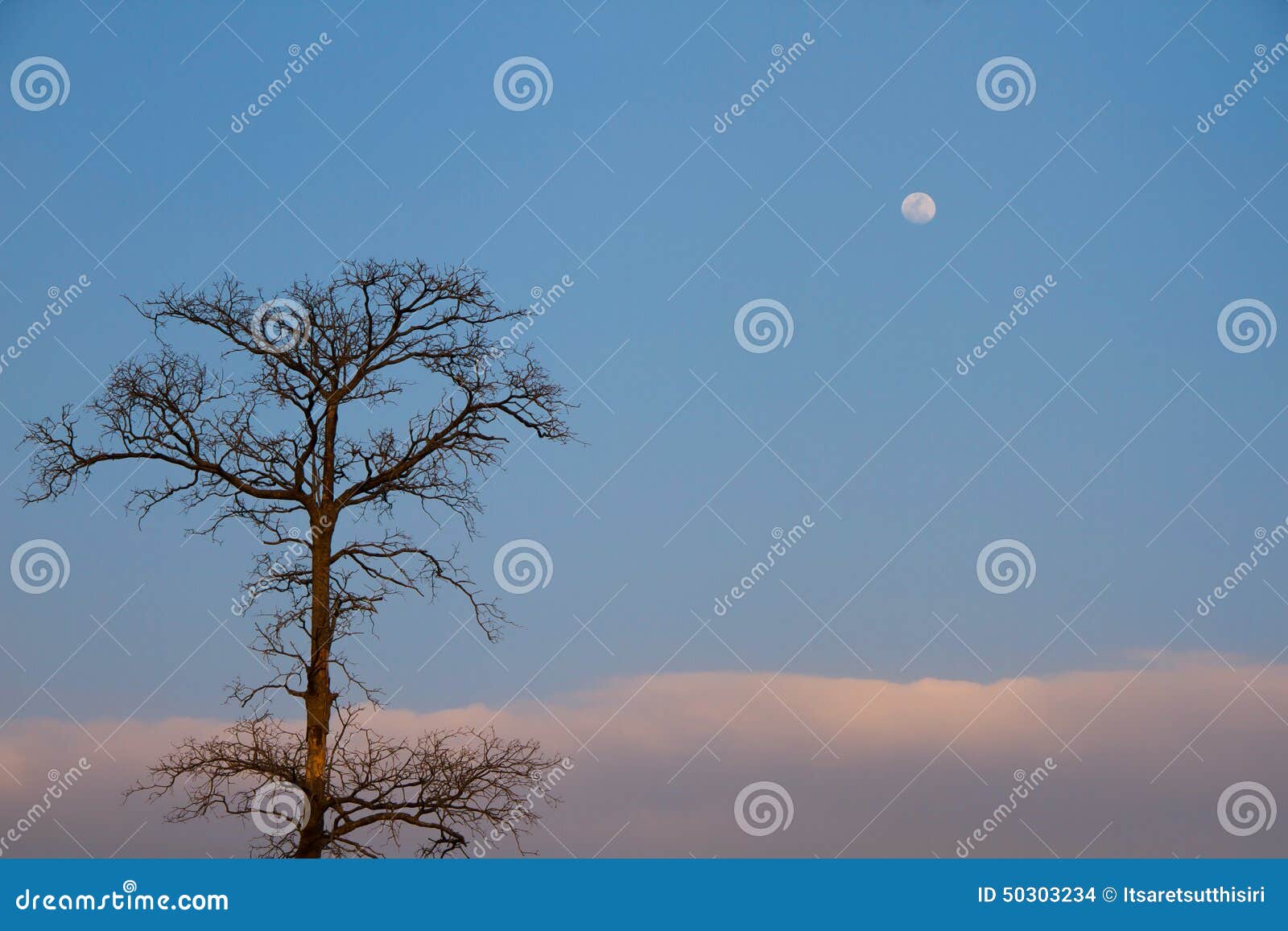 Deat Tree Moon Stock Photos - Free & Royalty-Free Stock Photos from ...