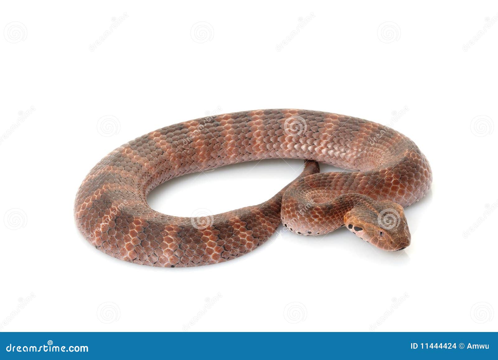 Death Adder Snake From Australia Stock Image | CartoonDealer.com #131206789