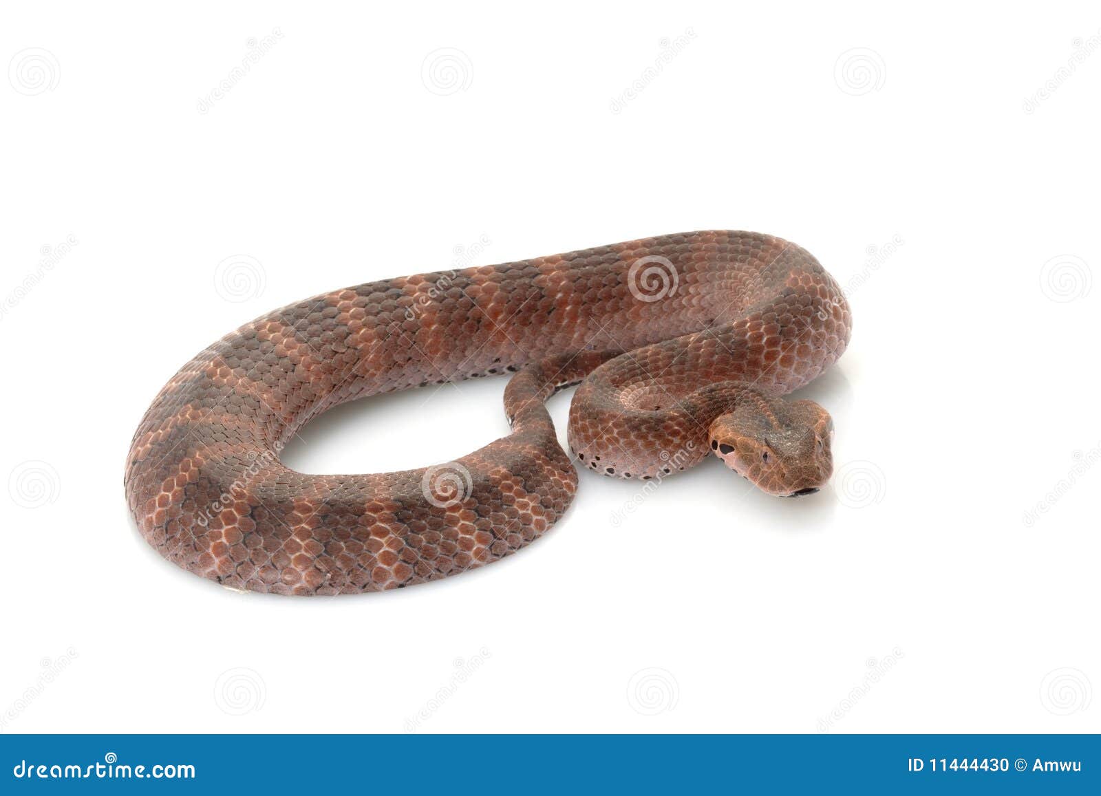 Death Adder Sitting In Leaves Royalty-Free Stock Image | CartoonDealer ...