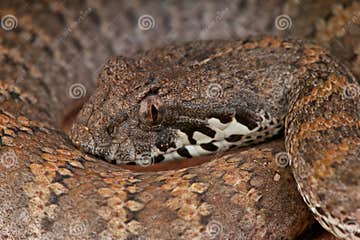 Death adder stock image. Image of reptiles, death, venomous - 24487603
