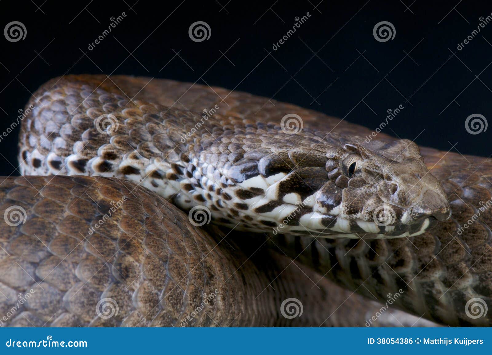 Death Adder Snake From Australia Stock Image | CartoonDealer.com #131206789