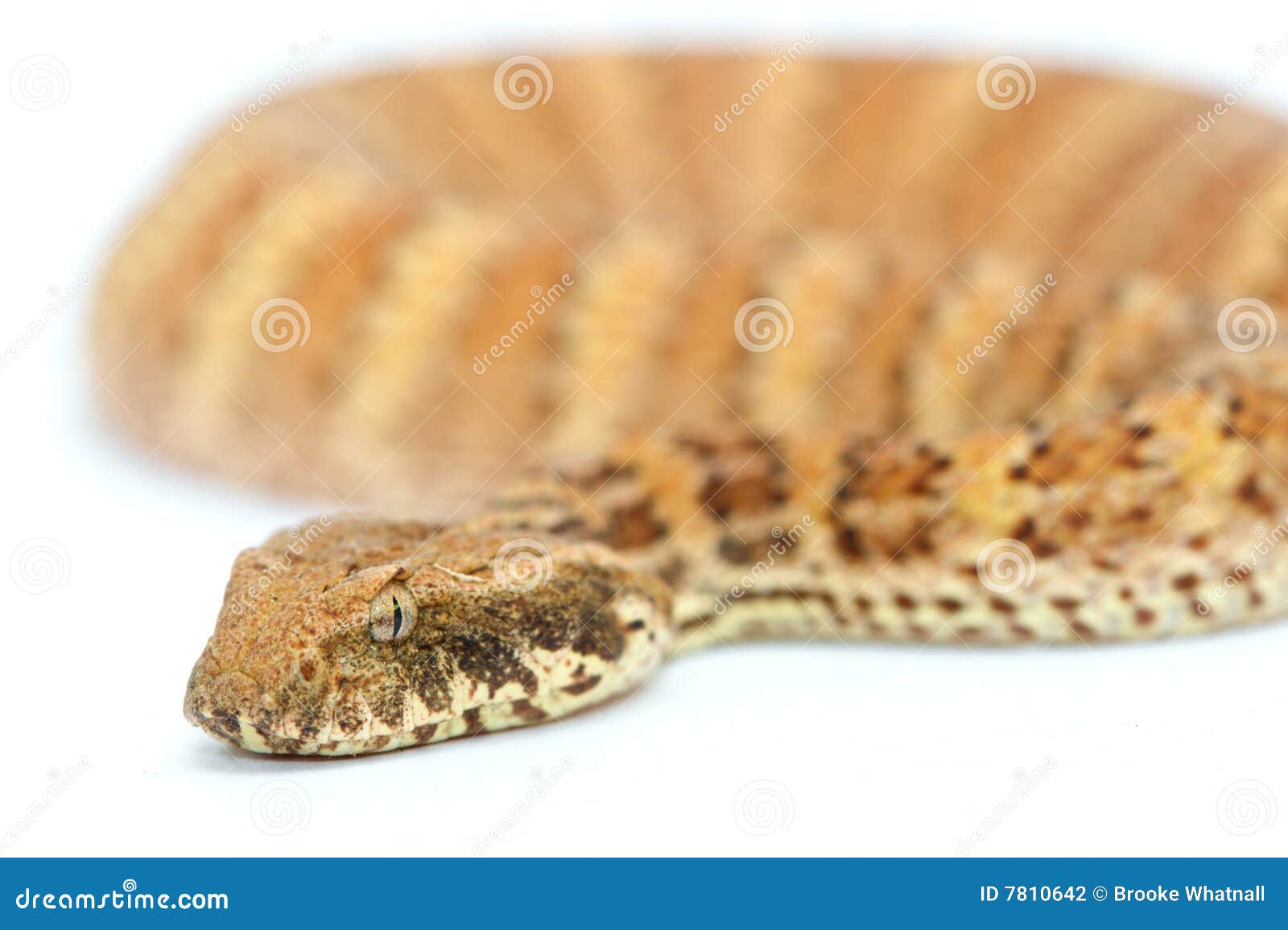 Death Adder Sitting In Leaves Royalty-Free Stock Image | CartoonDealer ...