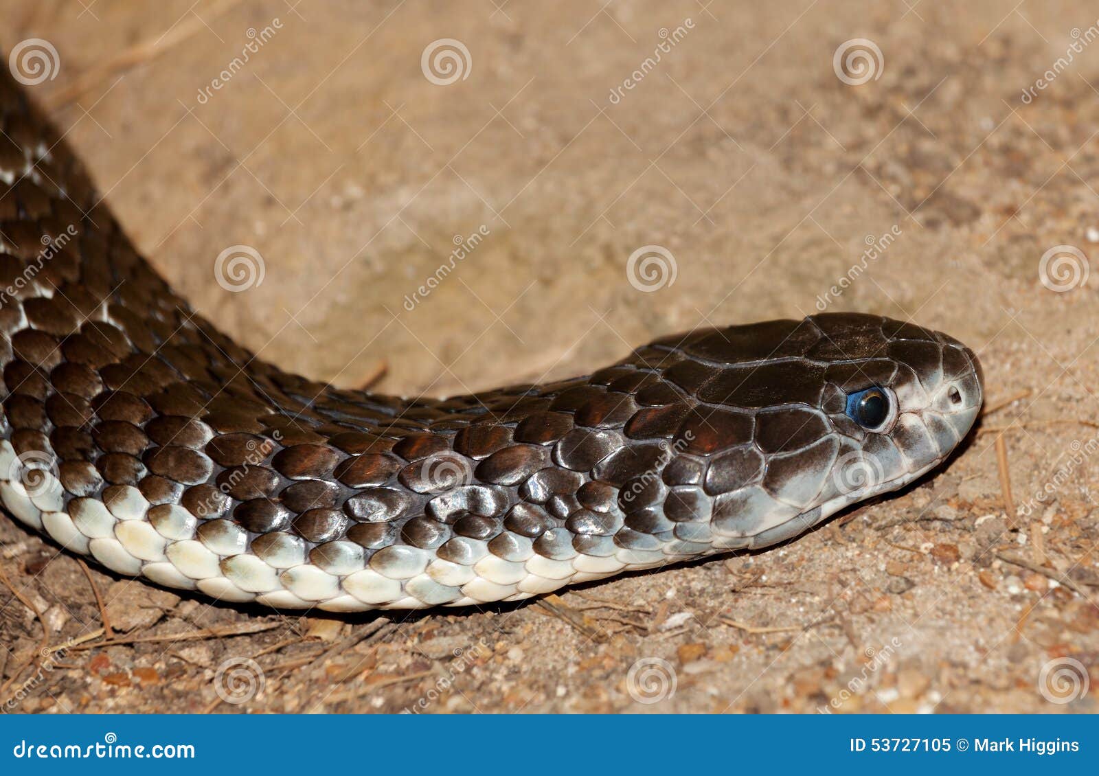 Death adder stock image. Image of antivenom, brown, viper - 53727105