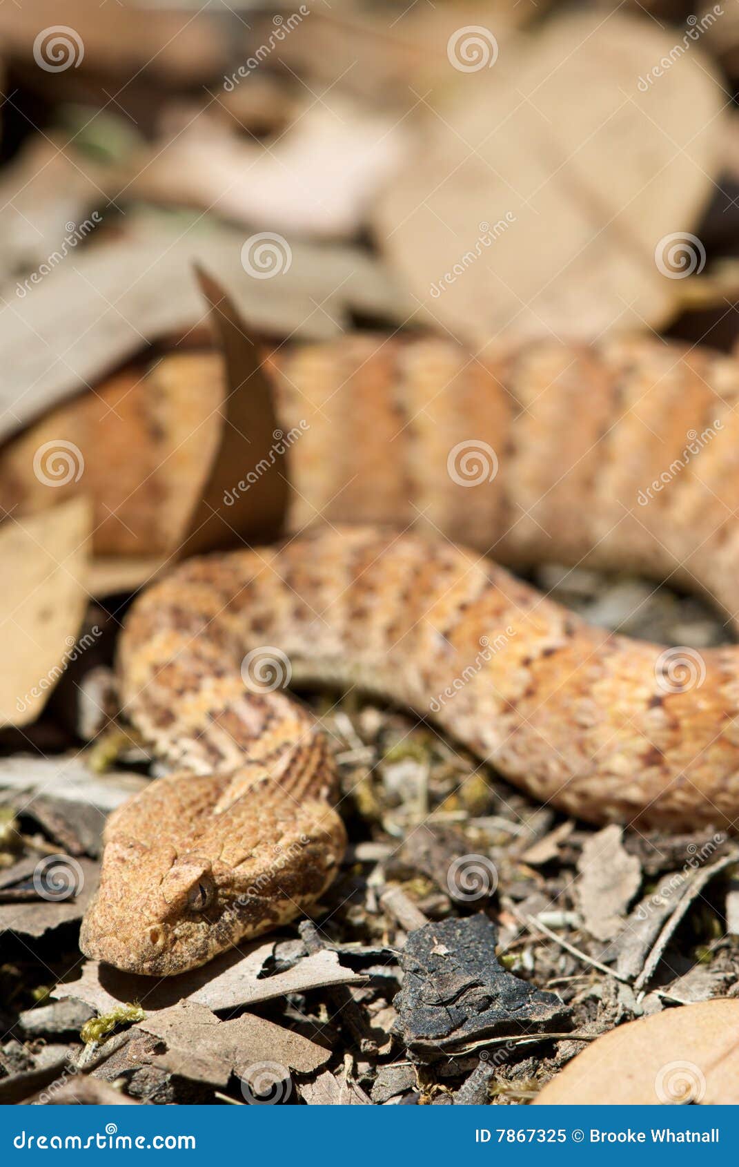 Death Adder Sitting in Leaves Stock Image - Image of danger, brown: 7867325
