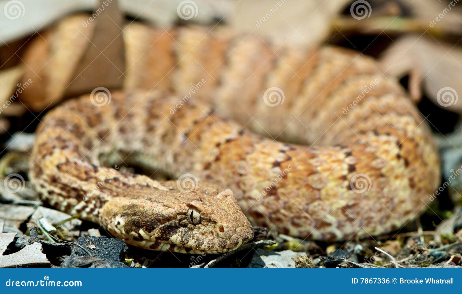 Death Adder Snake From Australia Stock Image | CartoonDealer.com #131206789
