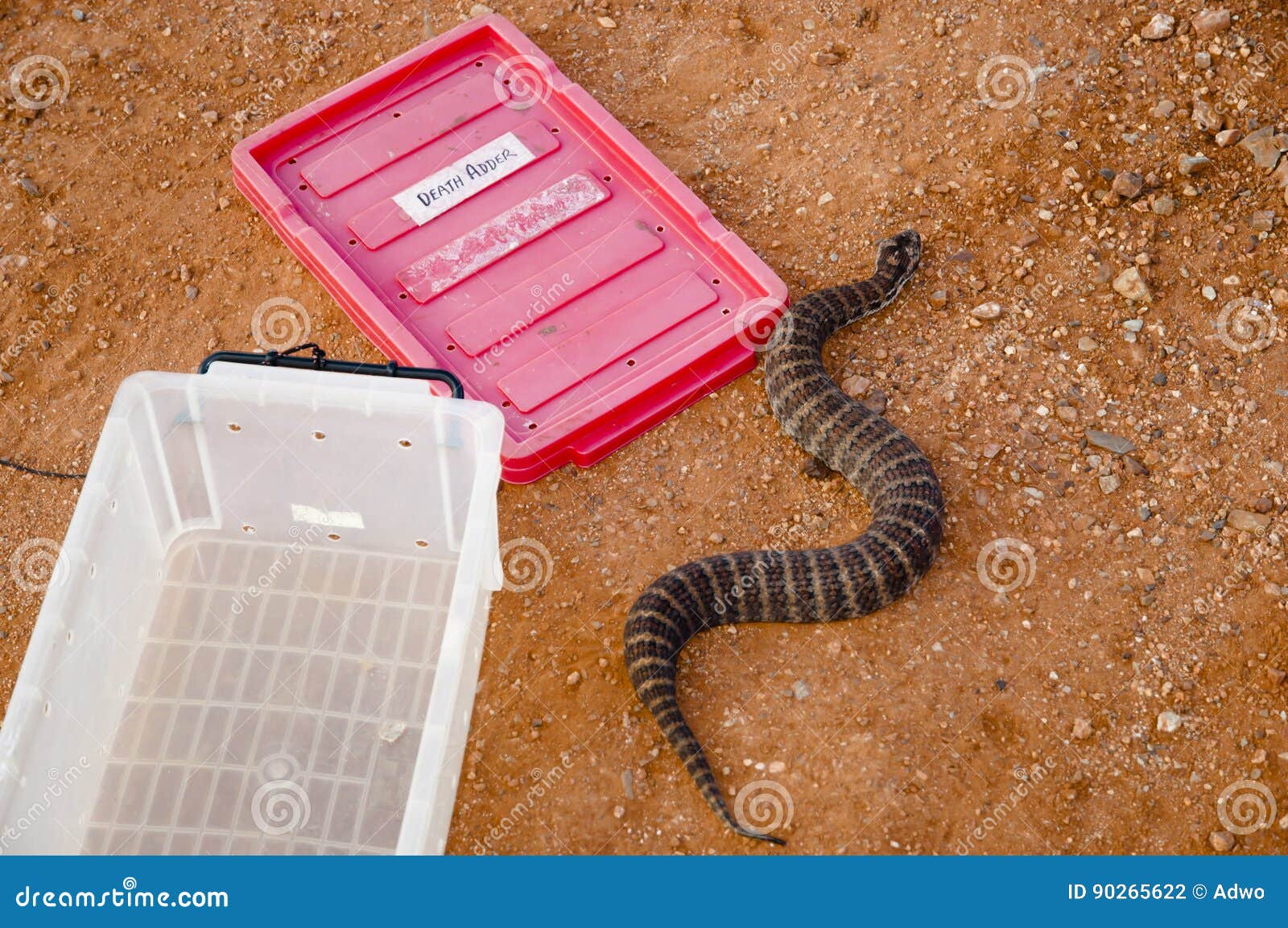 Adder Snake On Coast Path In Devon UK Royalty-Free Stock Photography ...