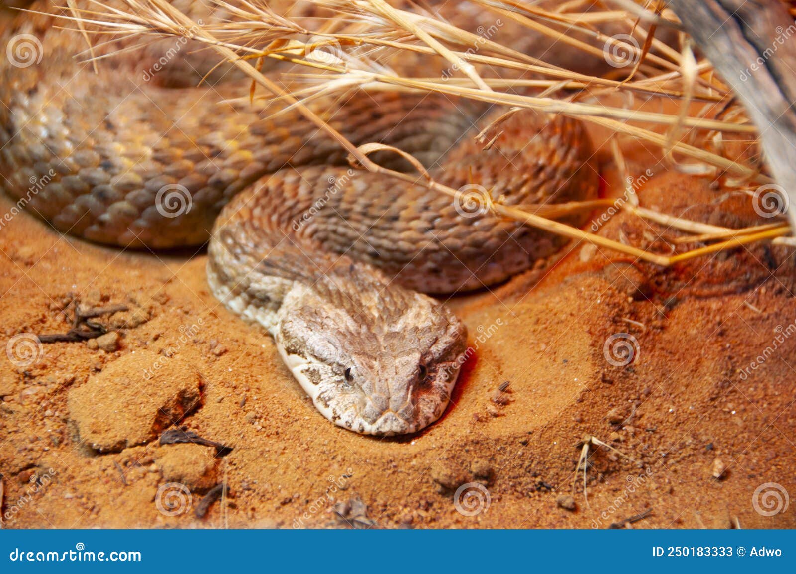 Death Adder Snake stock image. Image of snake, orange - 250183333