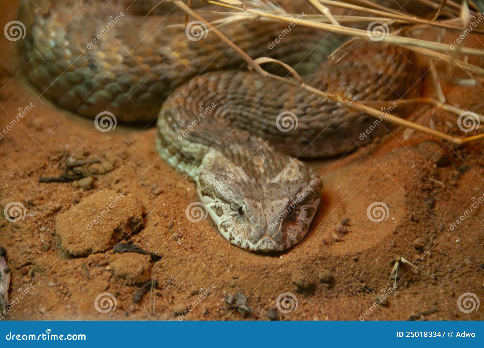 Death Adder Snake stock image. Image of hunter, reptile - 250183347