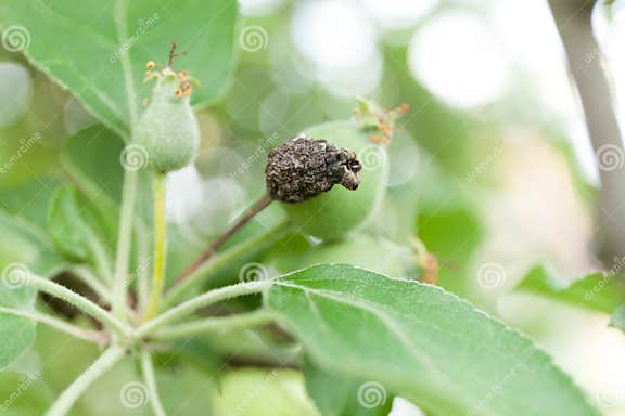 Death apple on tree branch stock image. Image of concept - 147044963