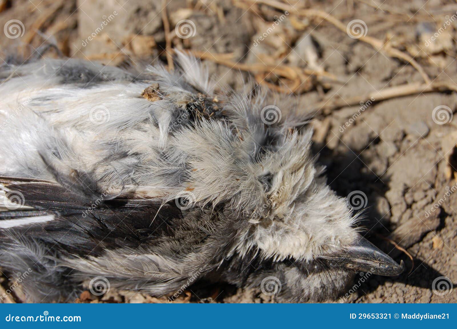 Death of a Bird stock image. Image of wing, death, bird - 29653321