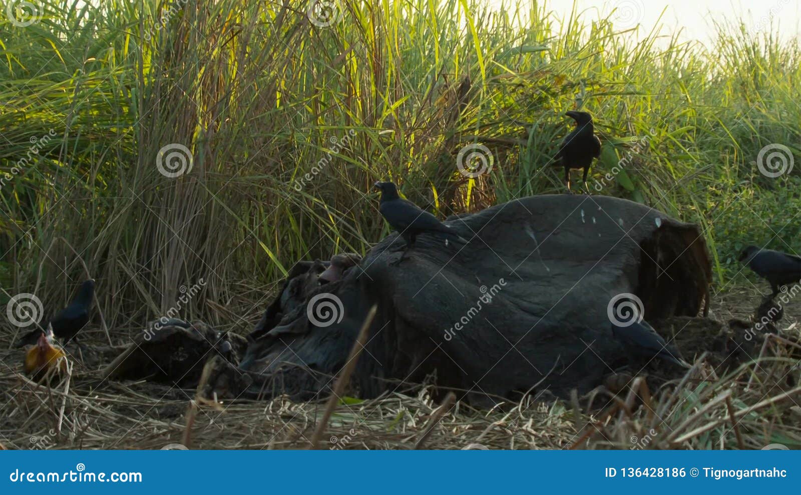 Death buffalo in Safari stock photo. Image of food, bones - 136428186