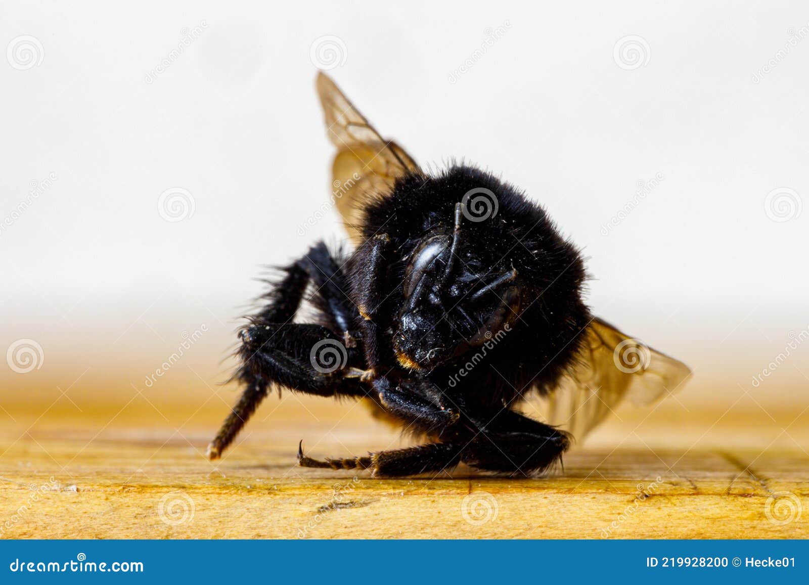 Death Bumblebee on the Ground Stock Photo - Image of yellow, terrestris ...