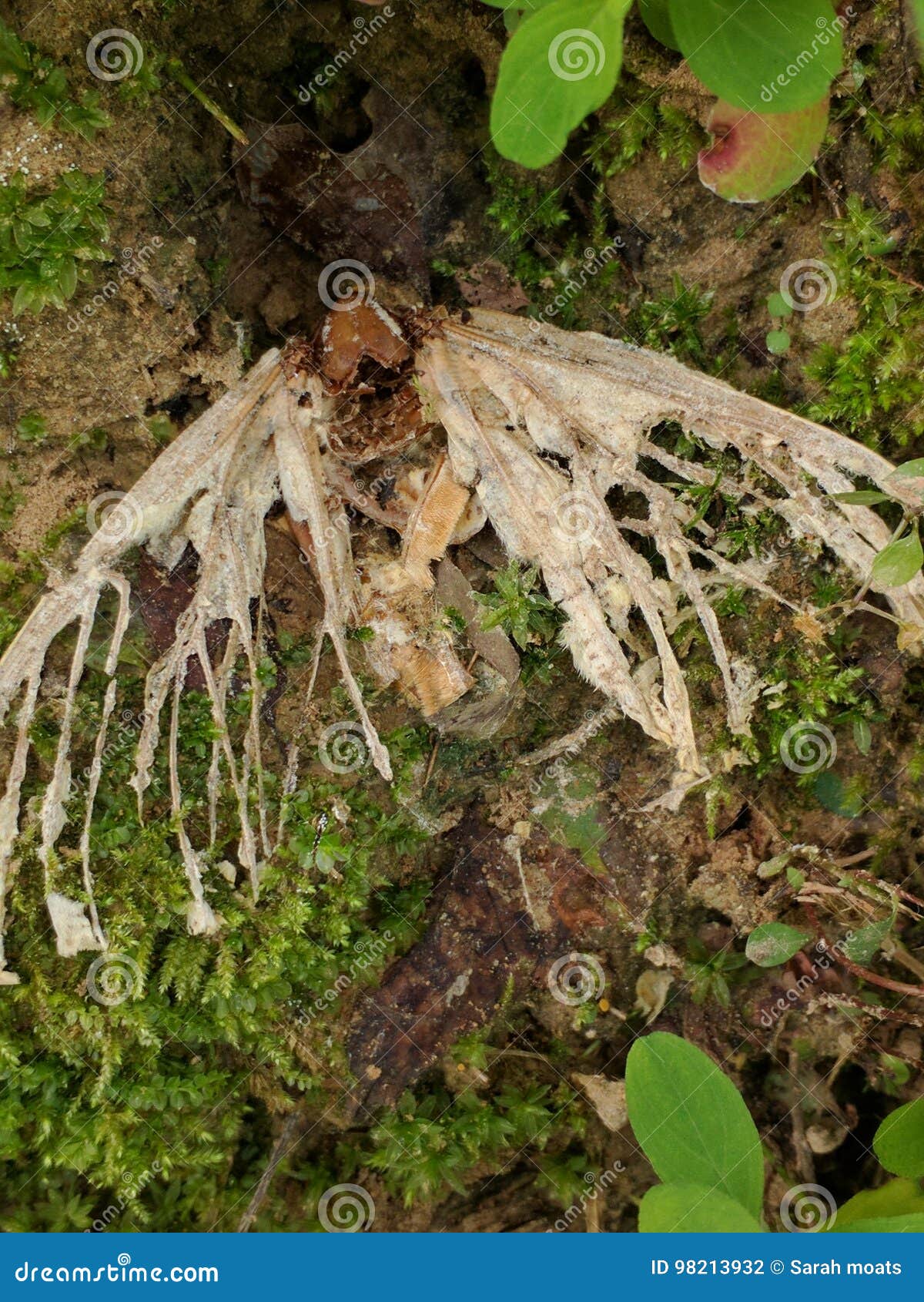Death of a butterfly stock photo. Image of decaying, green - 98213932