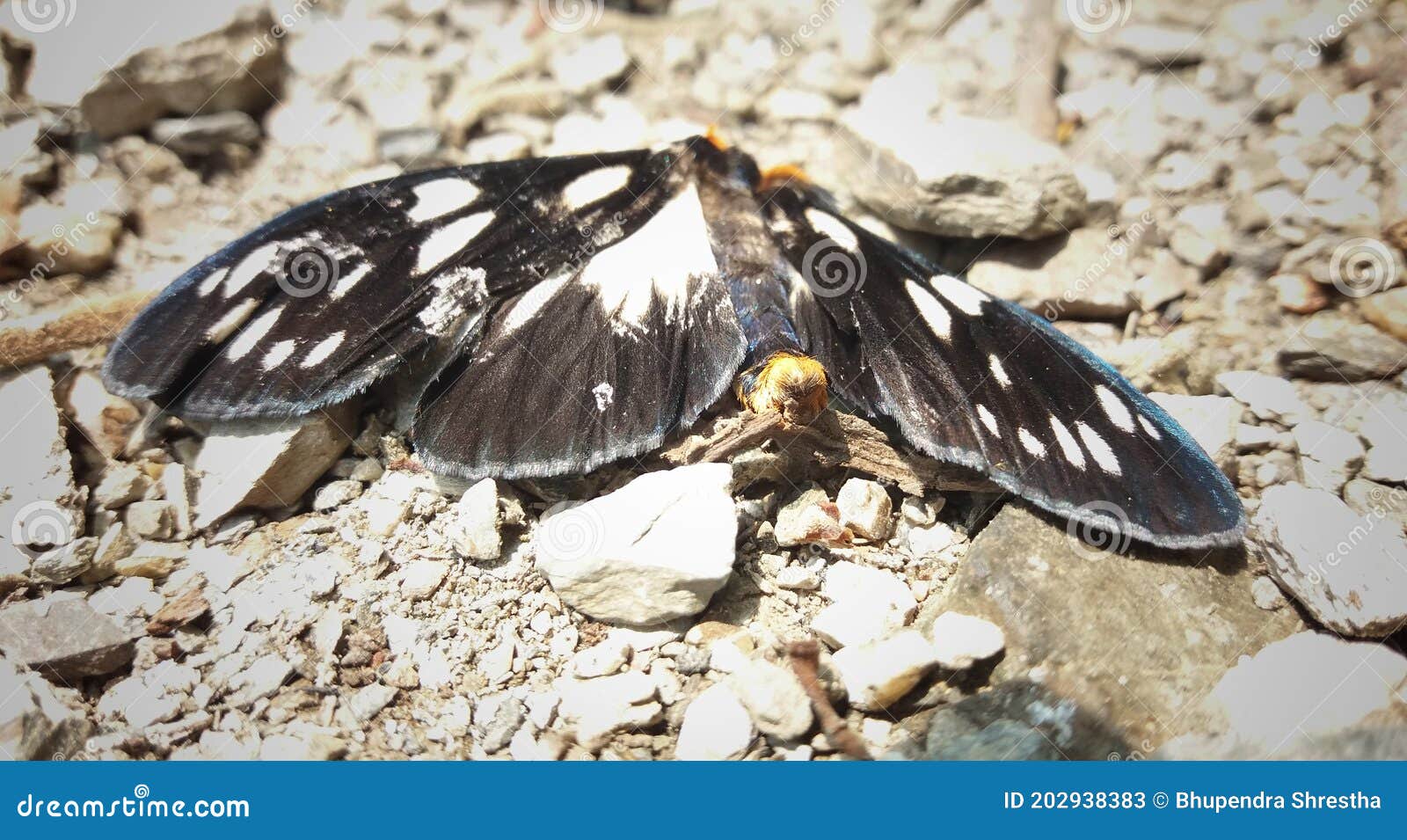 A Death Butterfly in the Rode. Stock Image - Image of micro, wildlife ...