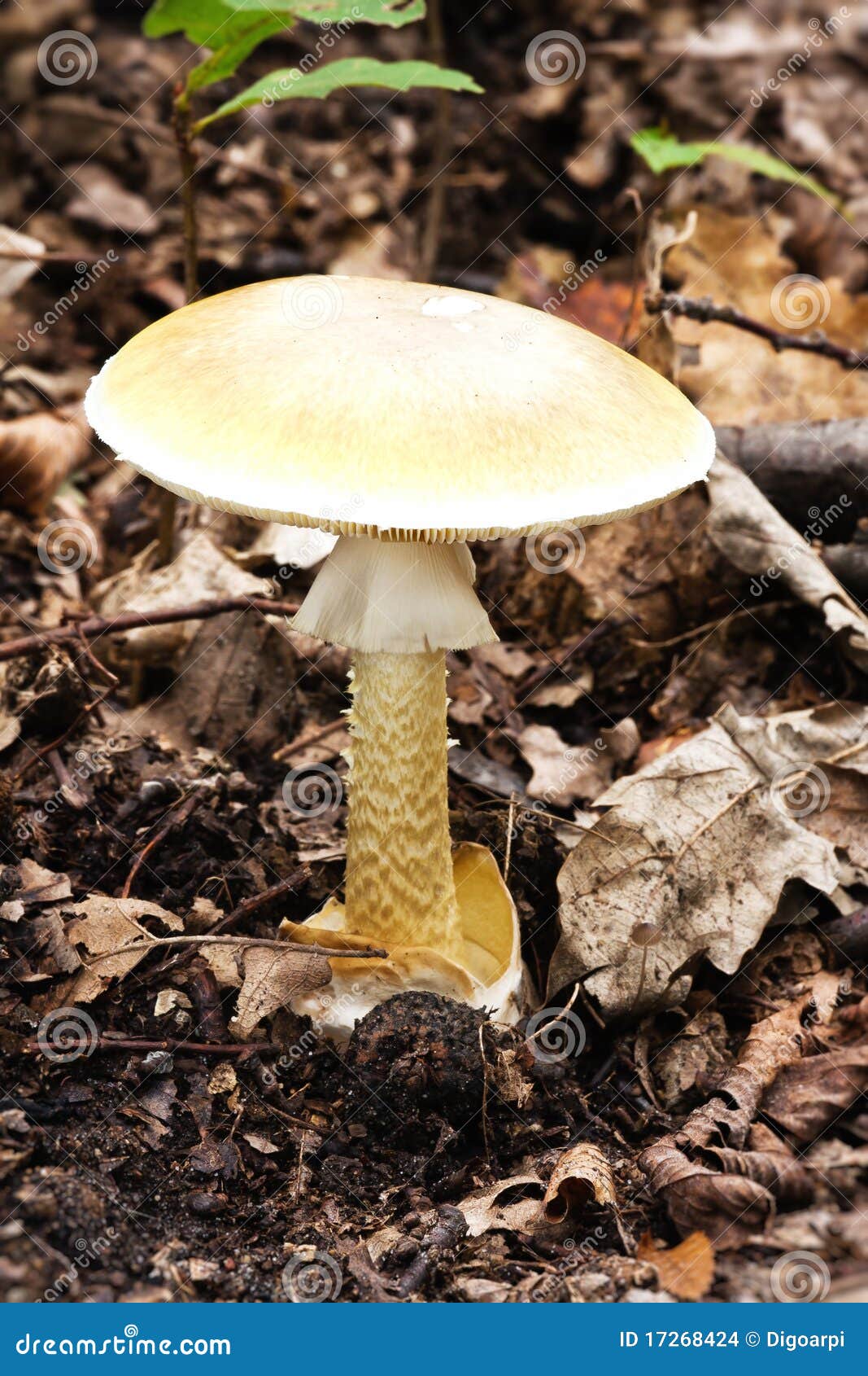 Death cap stock photo. Image of brown, death, growing - 17268424
