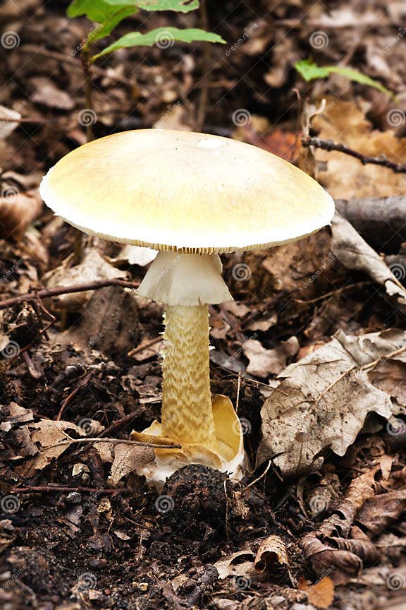 Death cap stock photo. Image of brown, death, growing - 17268424