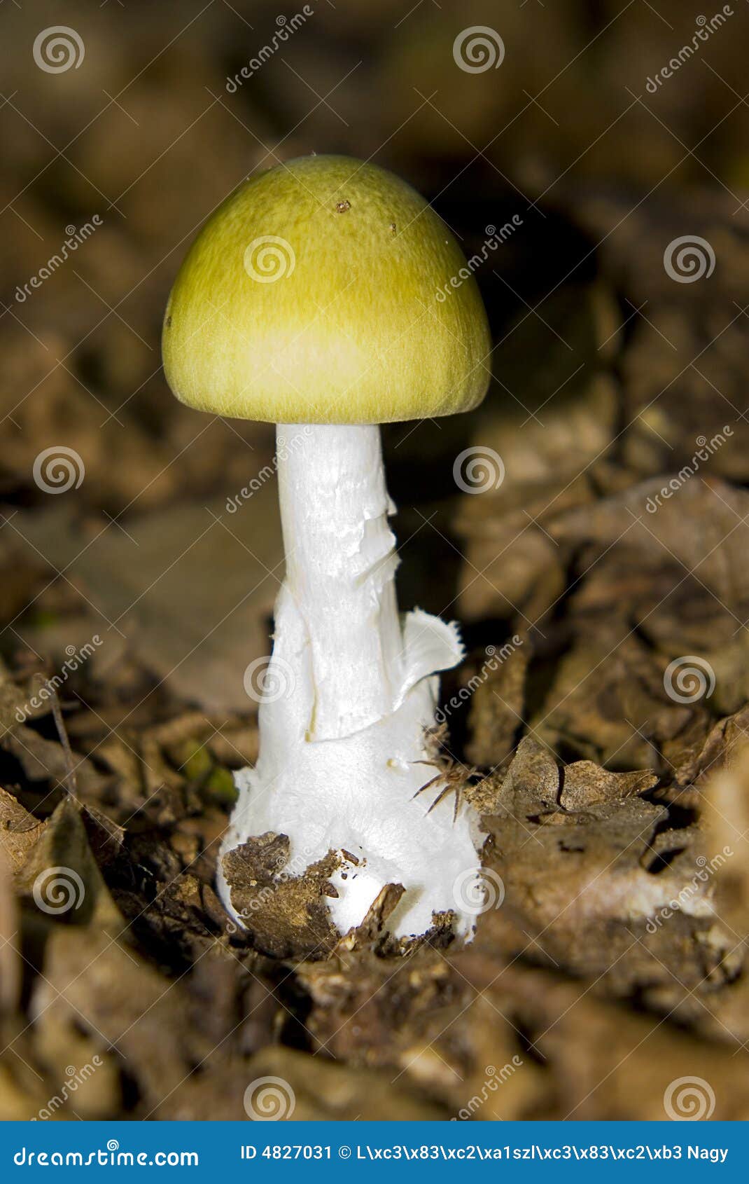 Death cap stock image. Image of leaves, deadly, beautiful - 4827031