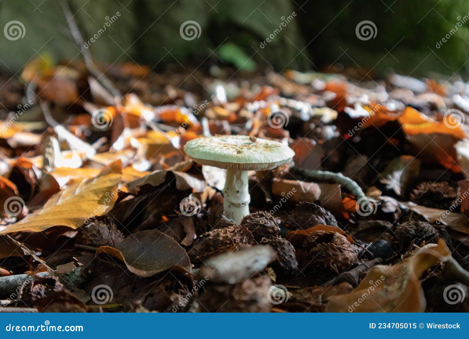 Death Cap Fungi on the Ground in the Autumn Forest Stock Image - Image ...