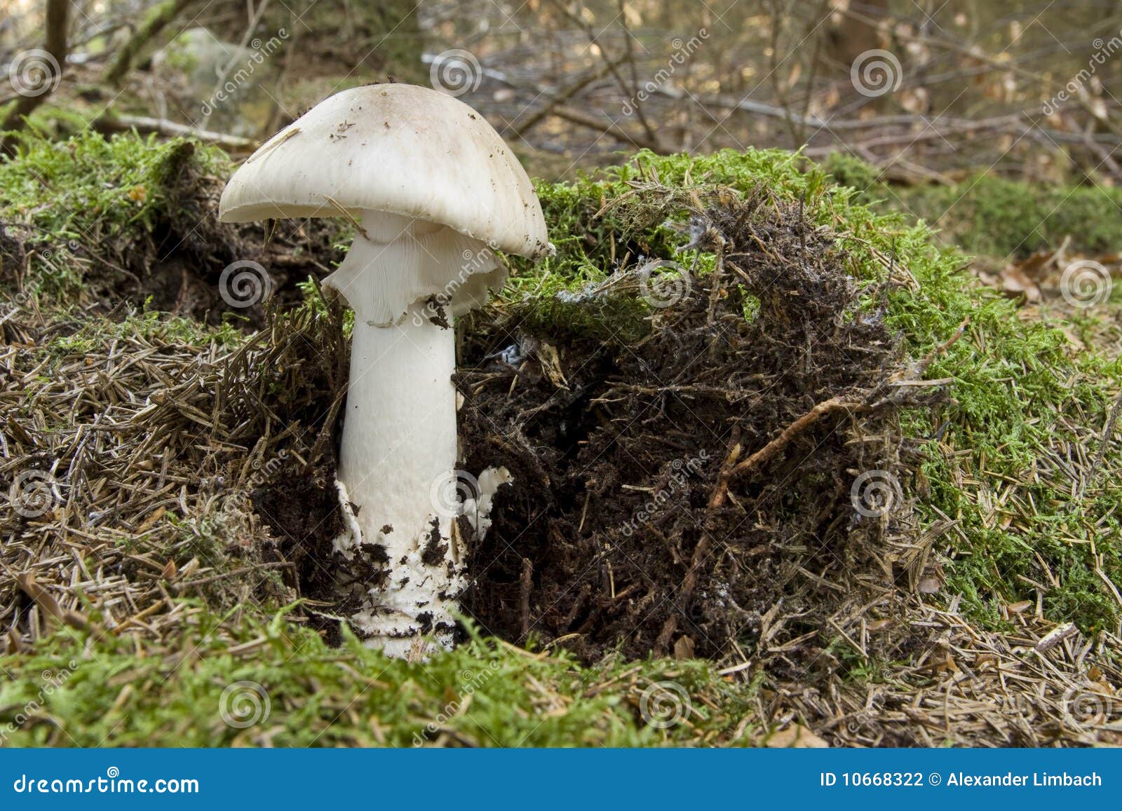 Death Cap Mushroom - Amanita Phalloides Stock Photo - Image of green ...