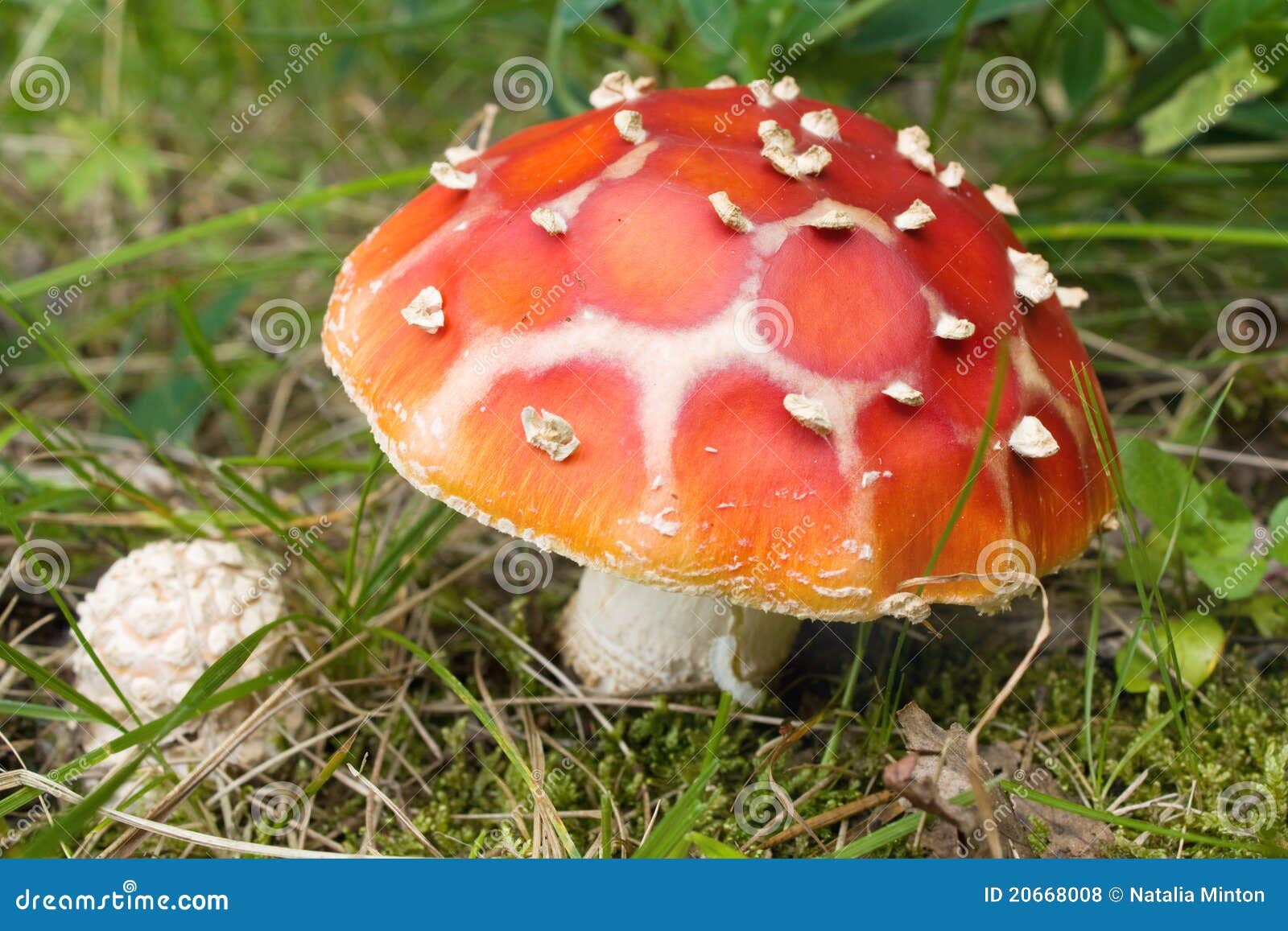 Death cap mushroom closeup stock photo. Image of toadstool - 20668008