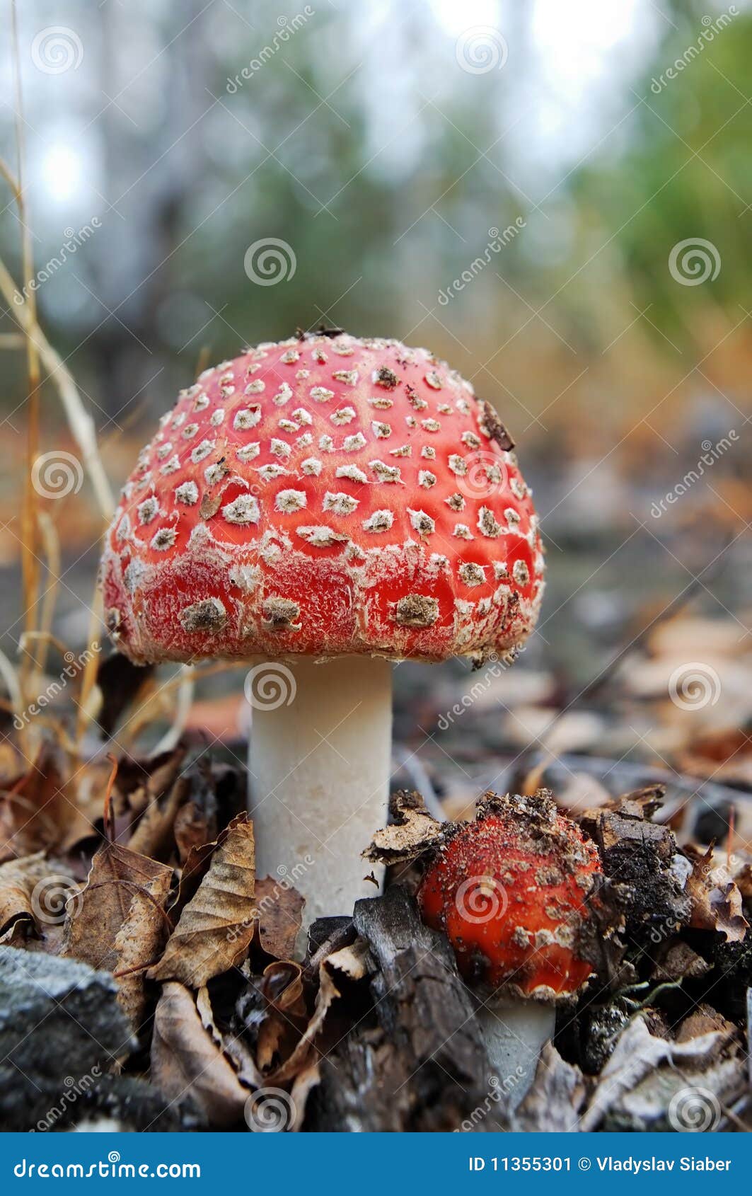 Death caps stock image. Image of autumn, spawn, fungus - 11355301